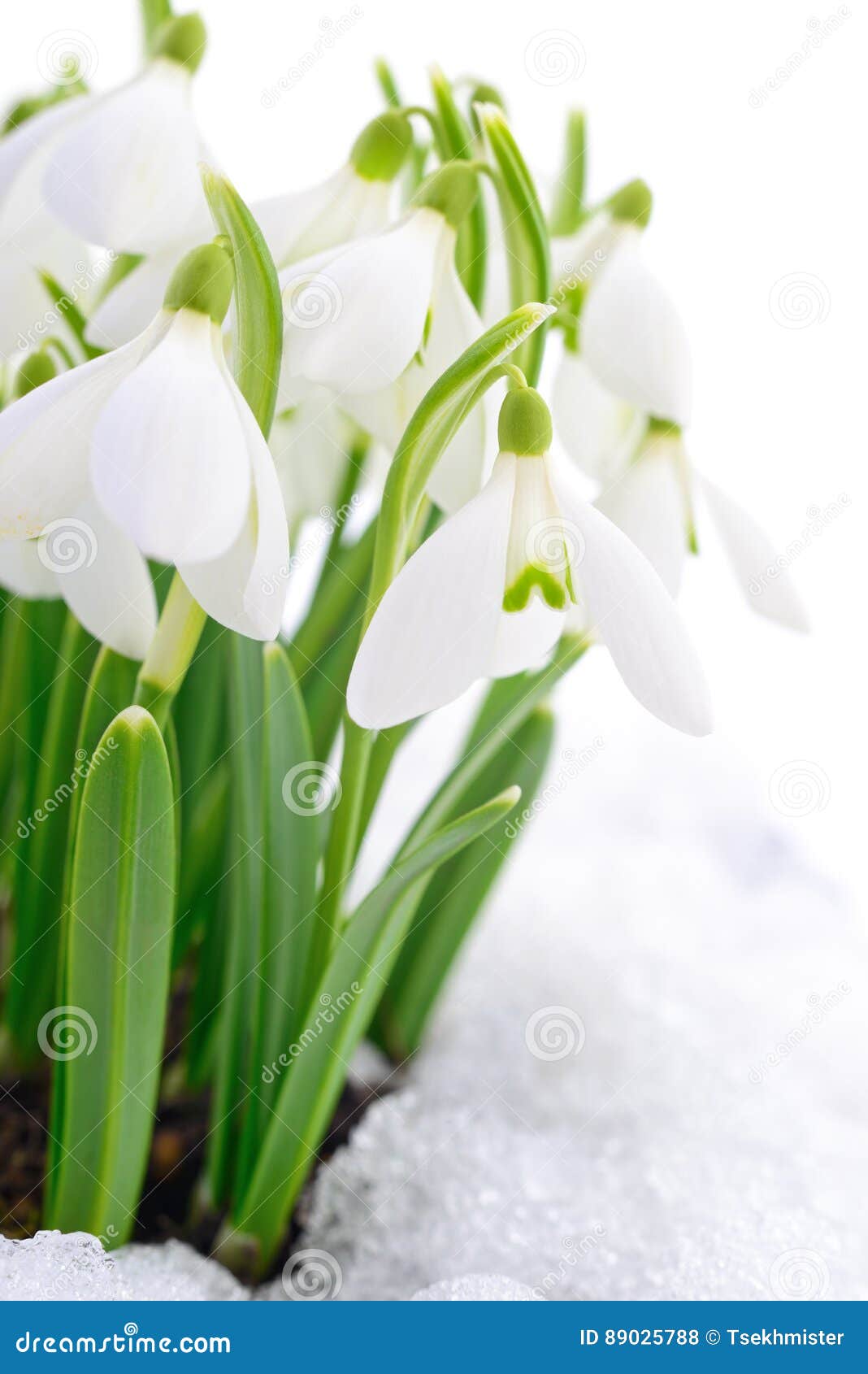 Snowdrop and Snow stock photo. Image of growth, macro - 89025788