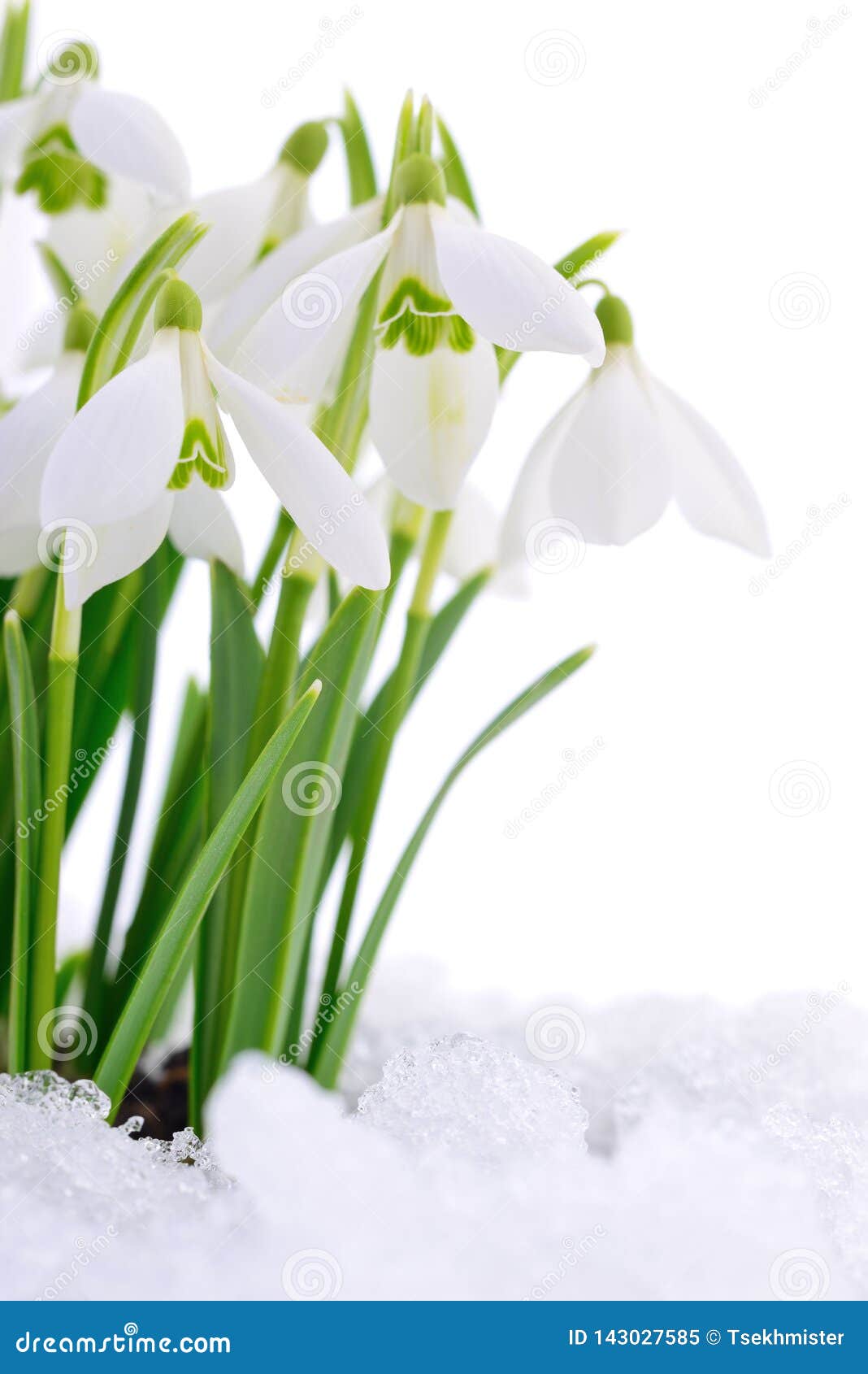 Snowdrop and Snow stock image. Image of white, macro - 143027585