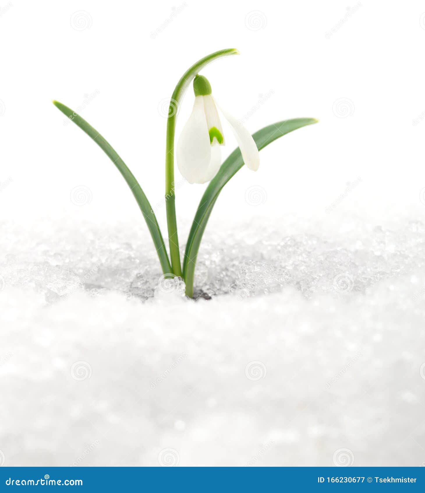 Snowdrop and Snow stock image. Image of blossom, plant - 166230677