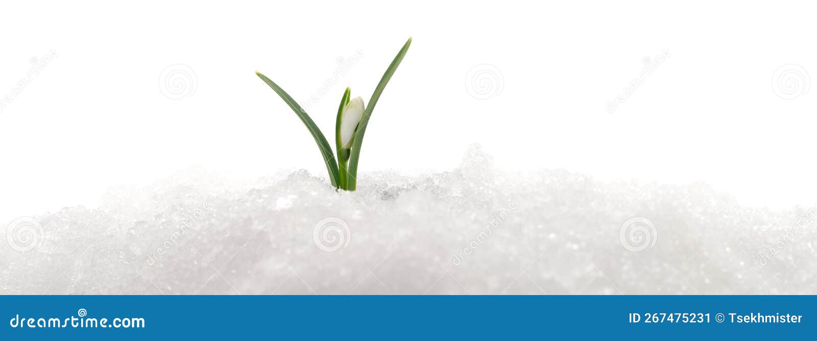Snowdrop and Snow stock image. Image of small, nature - 267475231
