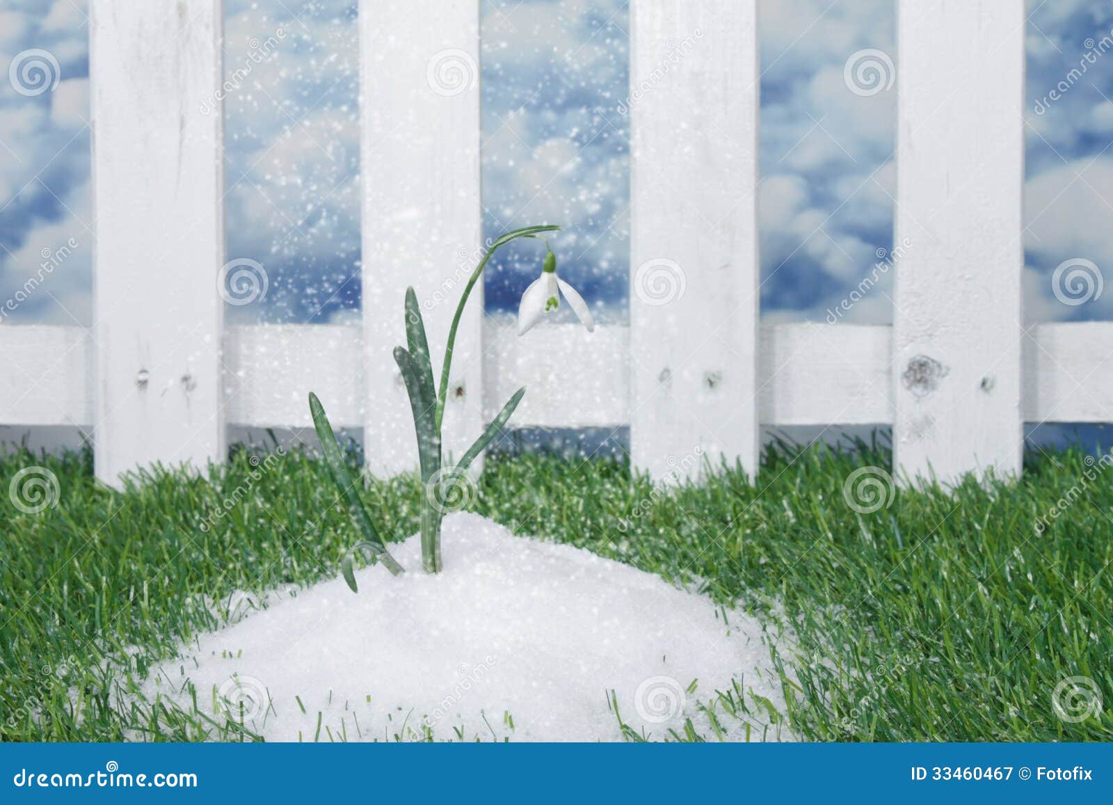 Snowdrop in snow stock image. Image of nature, meadow - 33460467