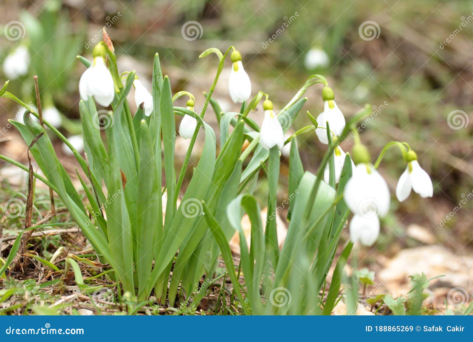 Snowdrop stock image. Image of beauty, growth, meadow - 188865269