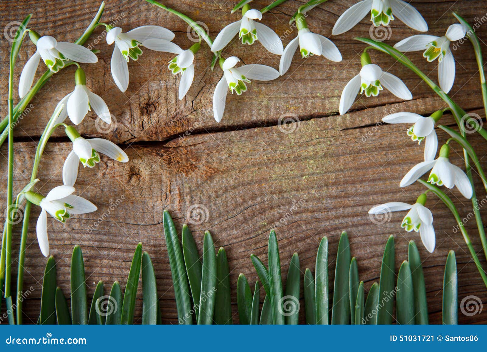 Snowdrop stock image. Image of flower, framed, beauty - 51031721