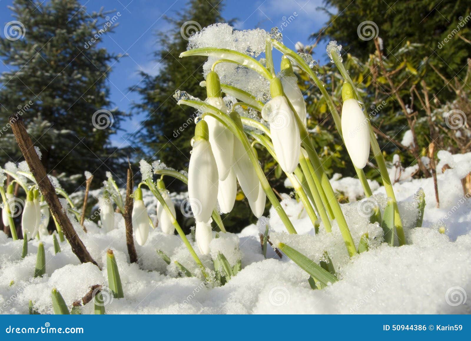 Snowdrop stock photo. Image of bloom, petal, morning - 50944386