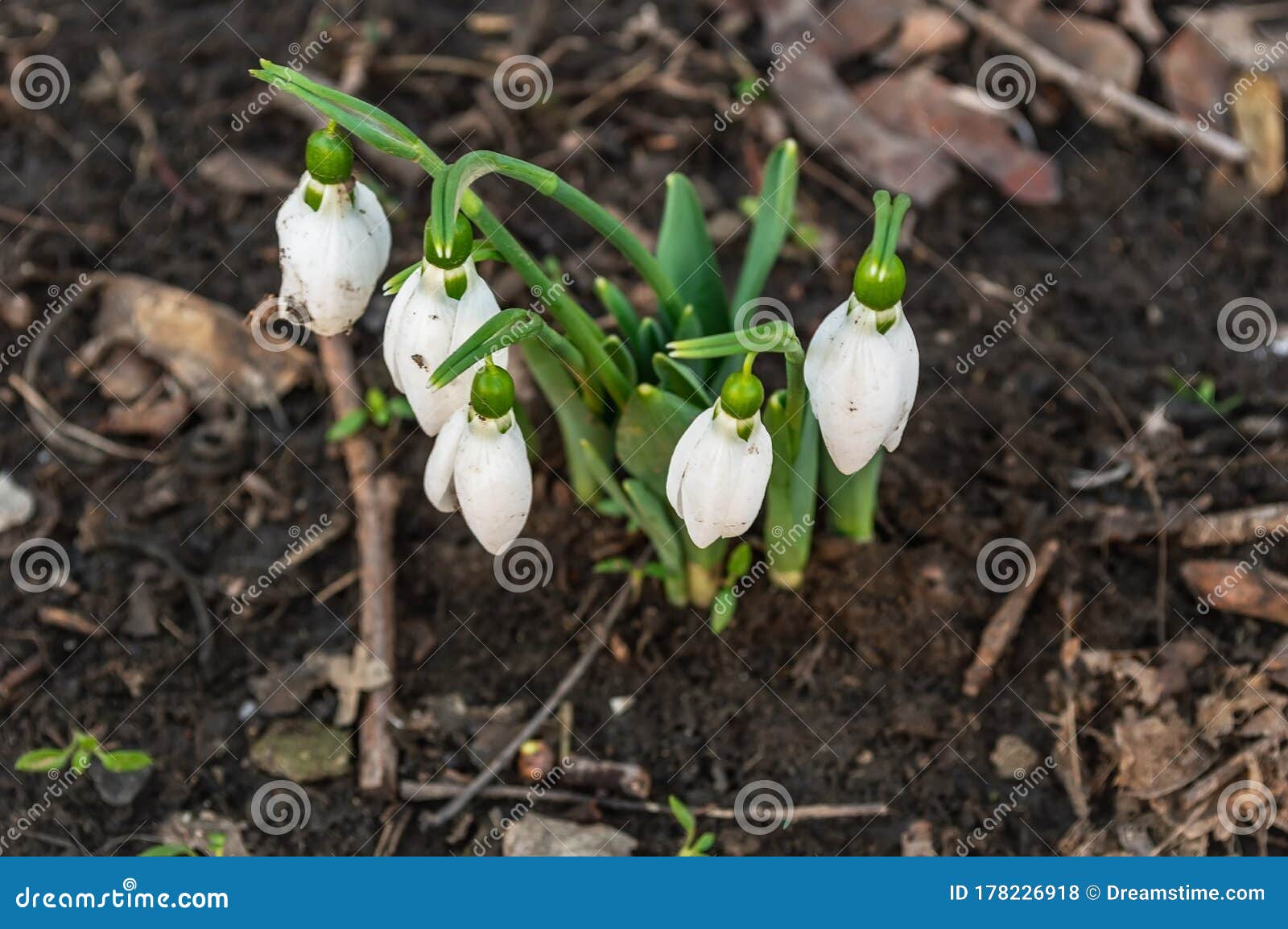 Snowdrop Spring Flowers. Snowdrop Snowdrop Forest Gardens Stock Photo ...