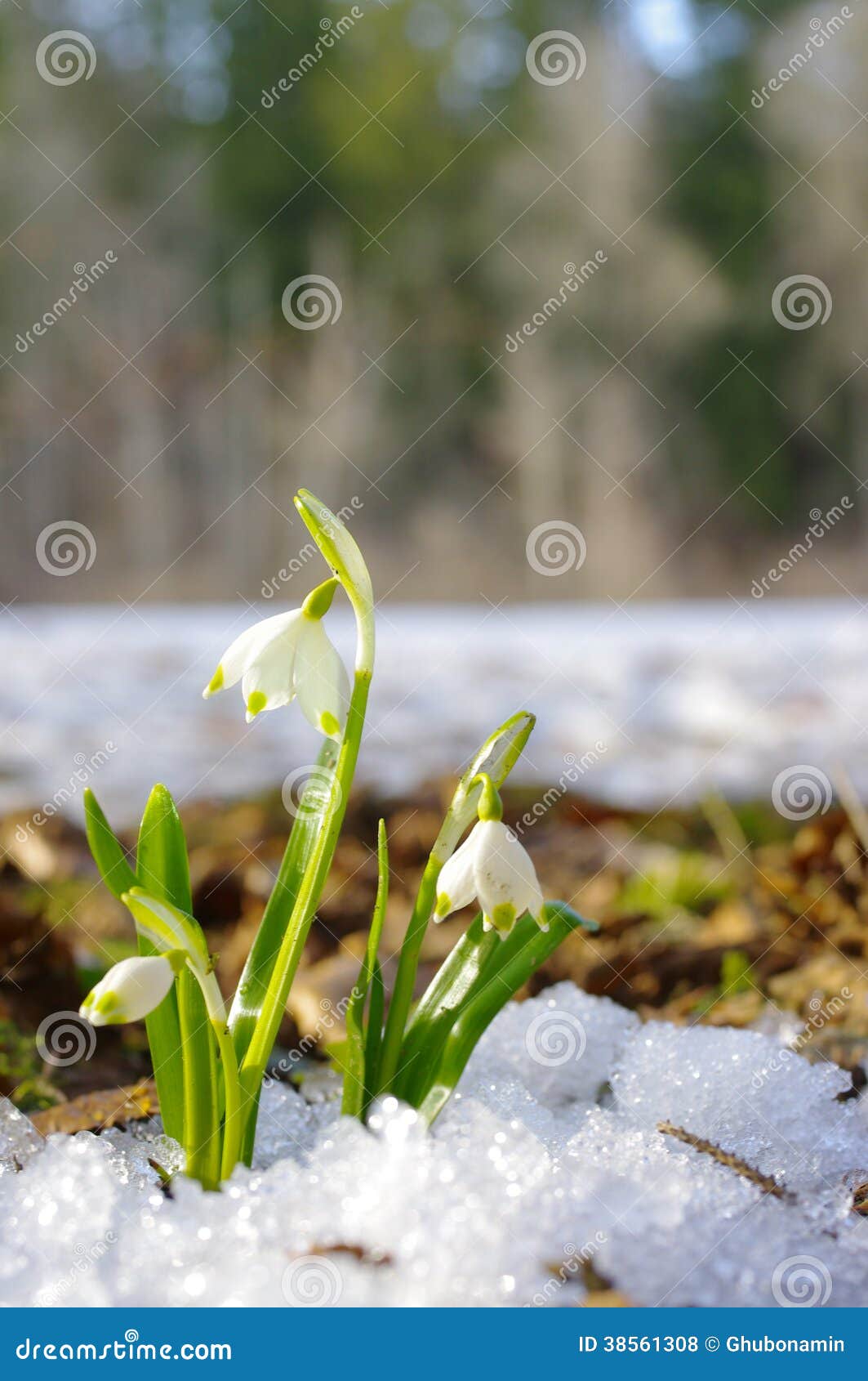Snowdrop stock photo. Image of brave, copy, blooms, flora - 38561308