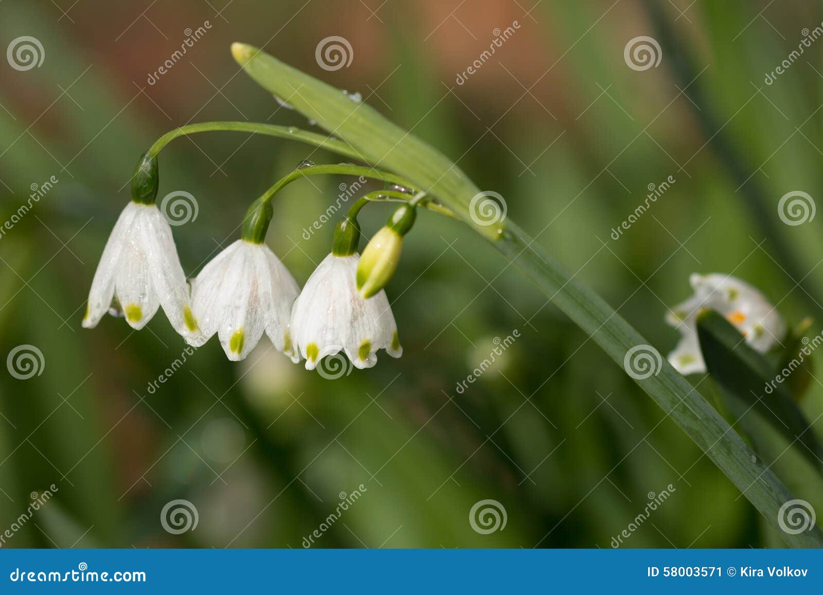 Snowdrop Stem with Three Flowers on Blurry Background Stock Image ...