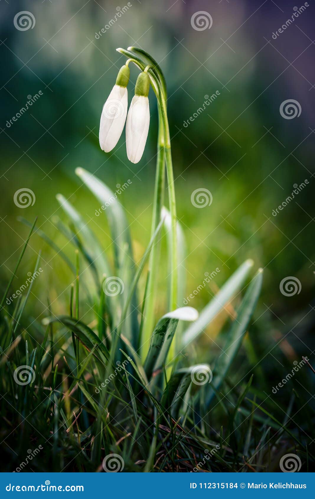 Snowdrop stock photo. Image of naturally, snowdrops - 112315184