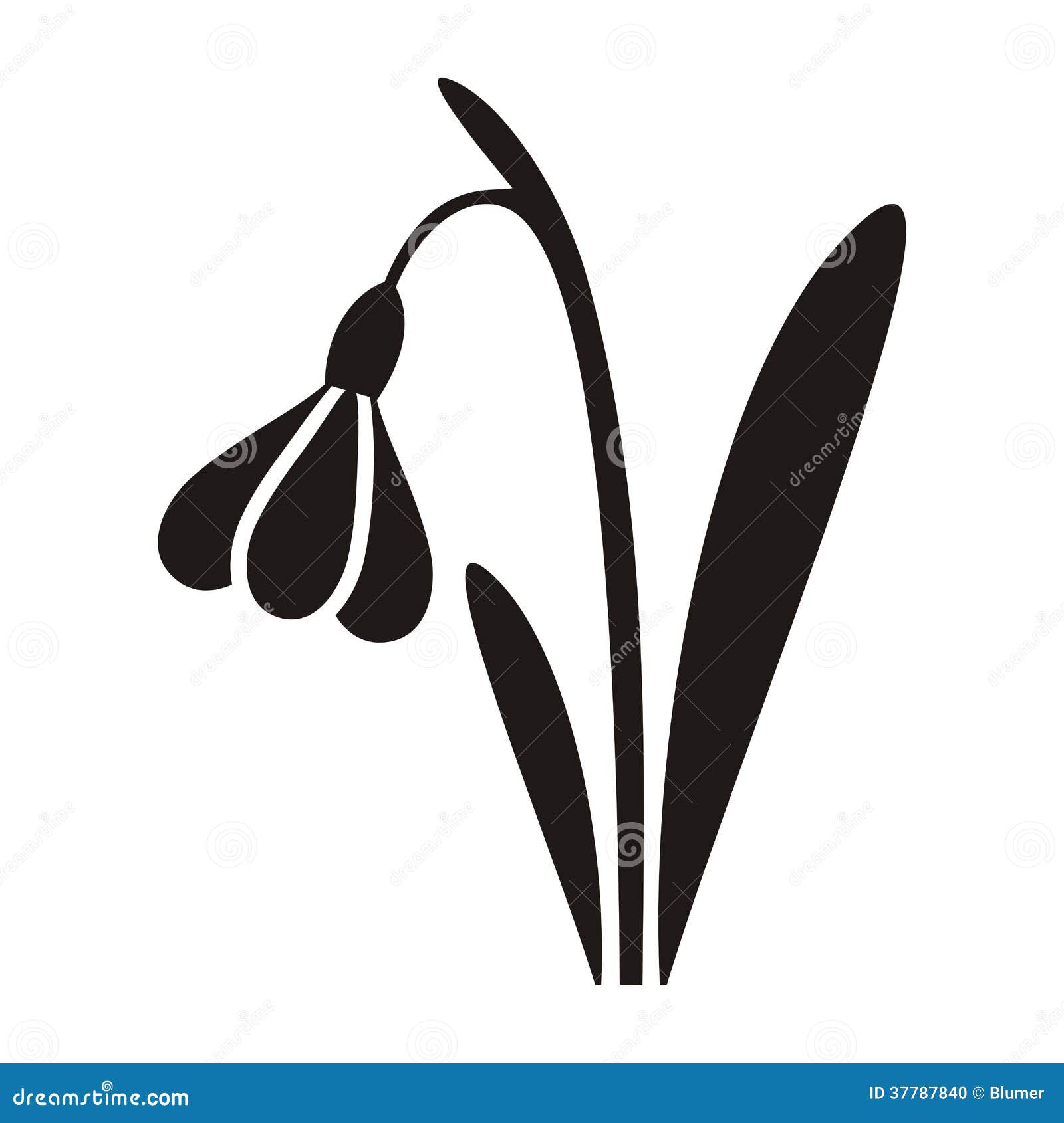 Snowdrop stock vector. Illustration of botany, nature - 37787840