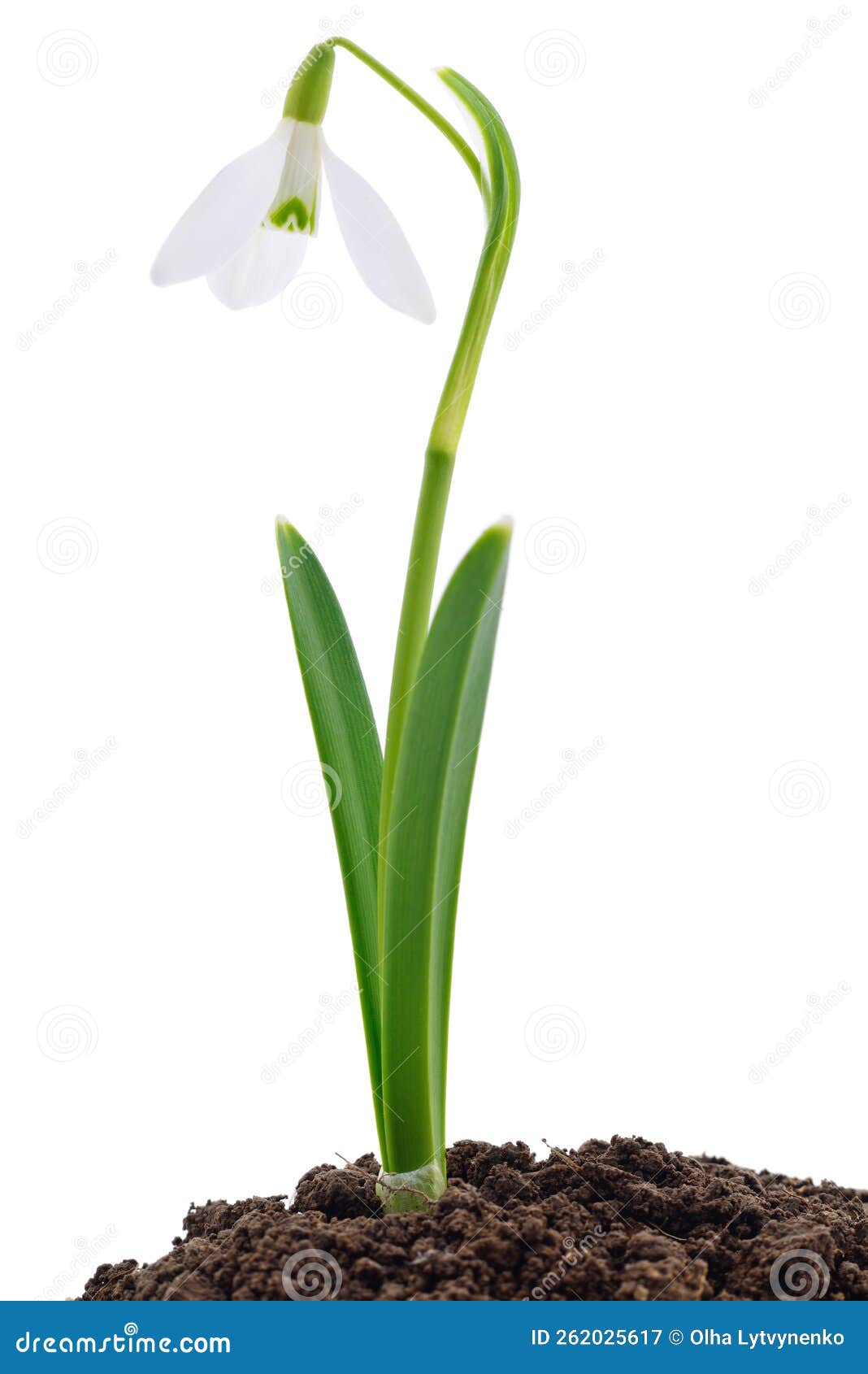Snowdrop on white stock image. Image of color, petal - 262025617