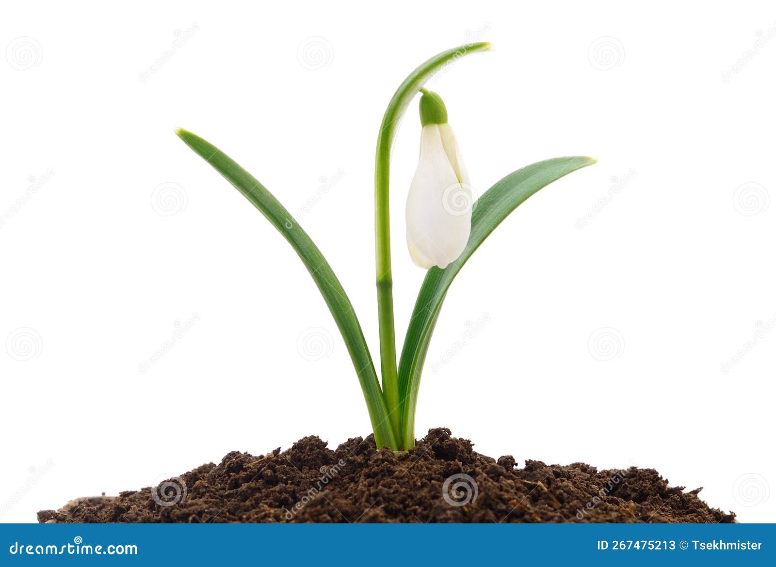 Snowdrop on white stock image. Image of black, growth - 267475213