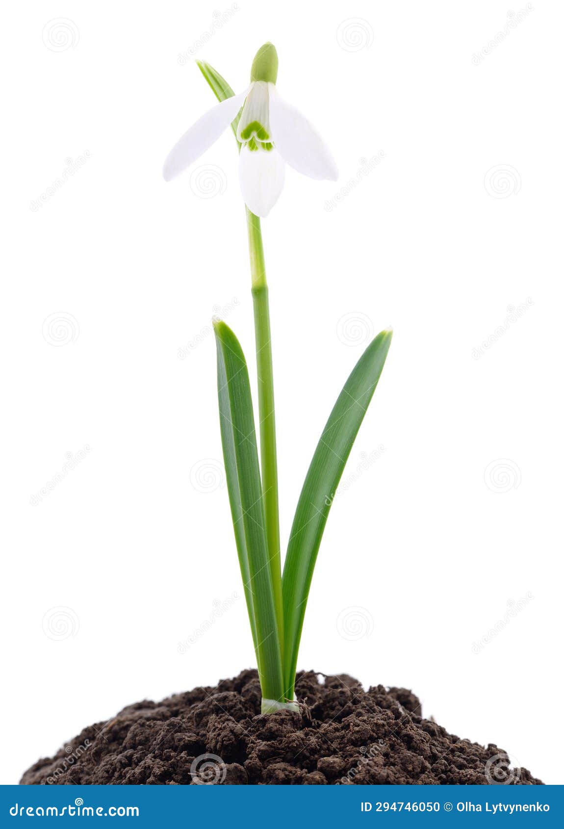 Snowdrop on white stock photo. Image of plant, beauty - 294746050