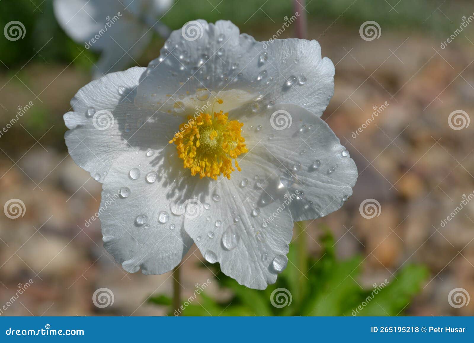 Snowdrop Windflower after the Rain Stock Photo - Image of windflower ...