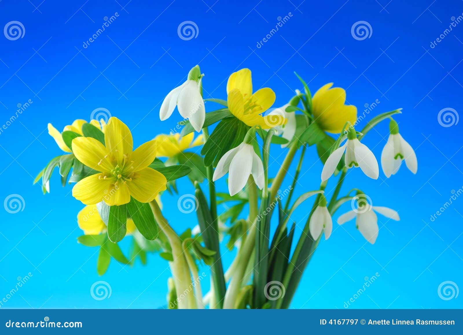 Snowdrop and Winter Aconite Stock Image - Image of season, natural: 4167797