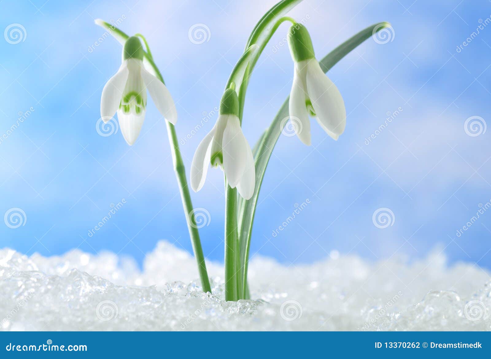 Snowdrops stock photo. Image of snowdrop, flower, details - 13370262