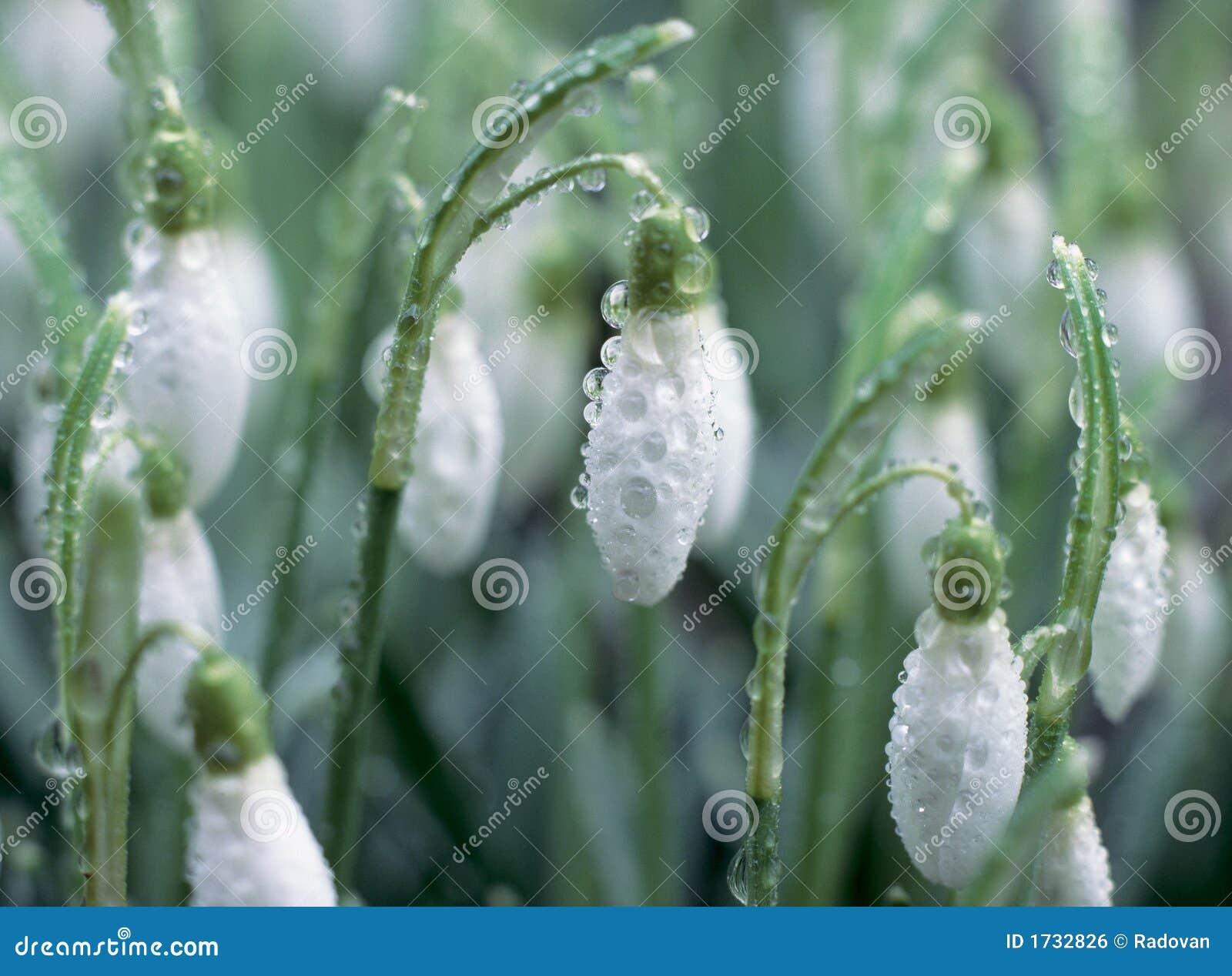 Snowdrops stock photo. Image of flower, nature, drops - 1732826