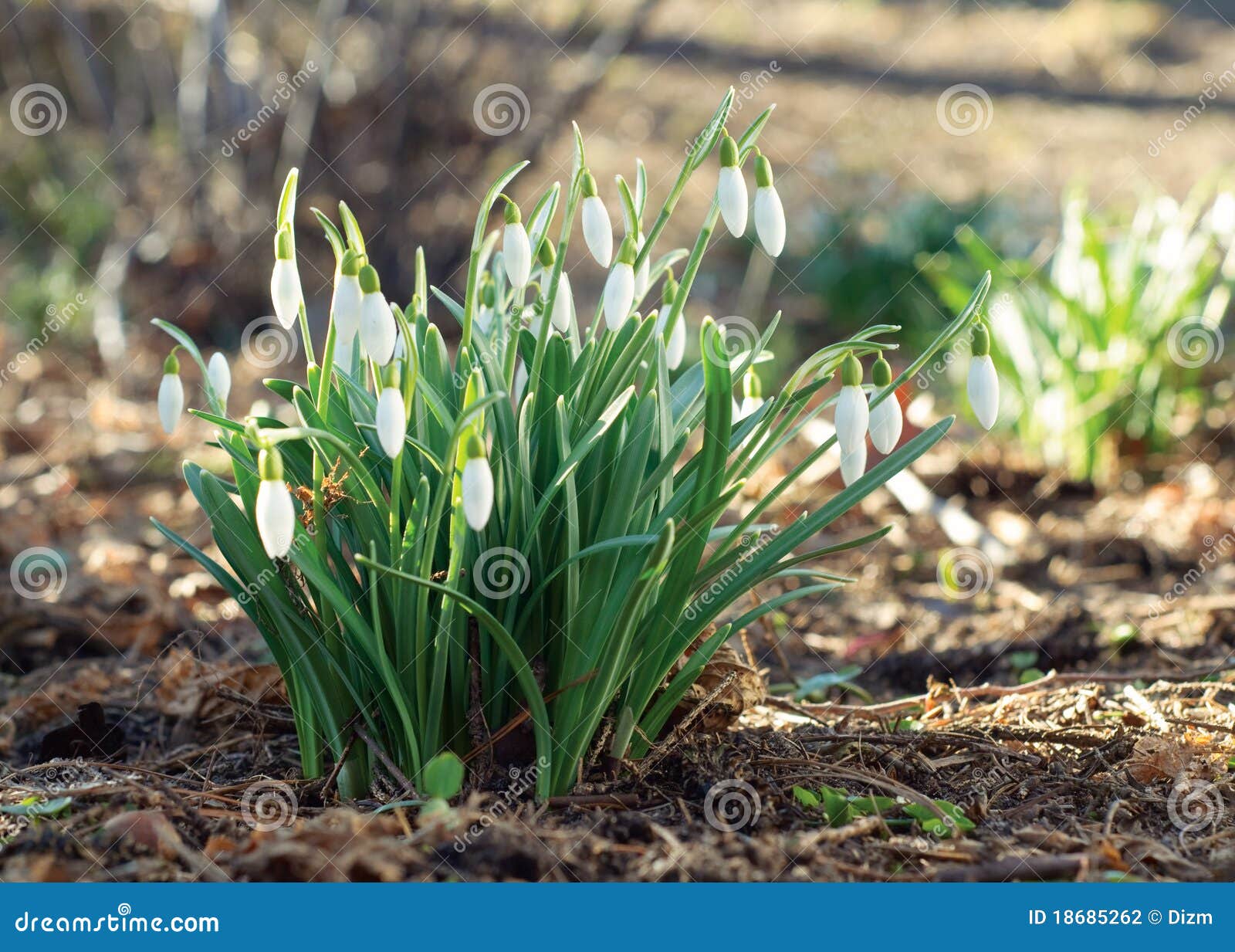 Snowdrops stock photo. Image of nature, beautiful, flower - 18685262