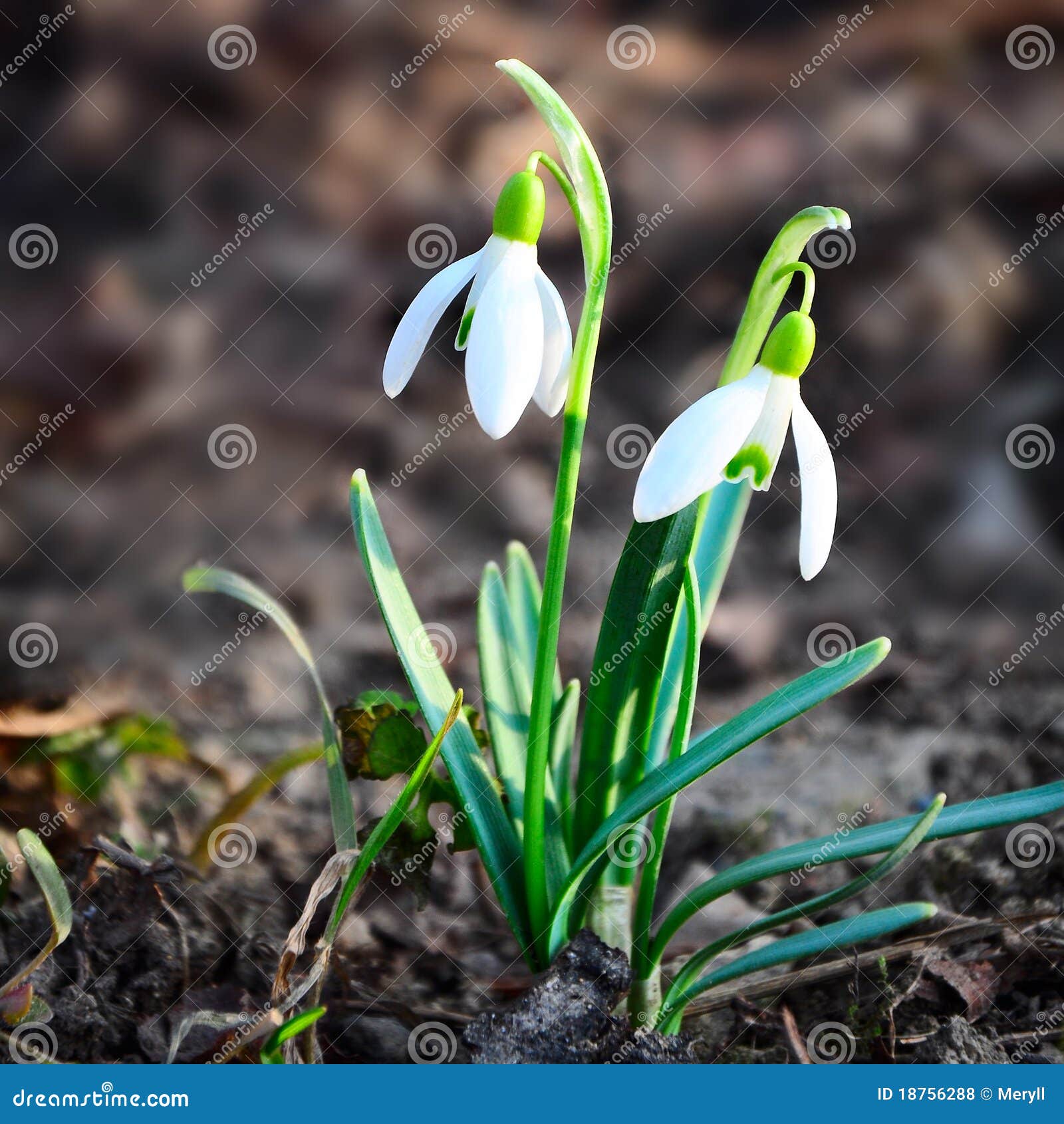 Snowdrops stock photo. Image of floral, soil, background - 18756288