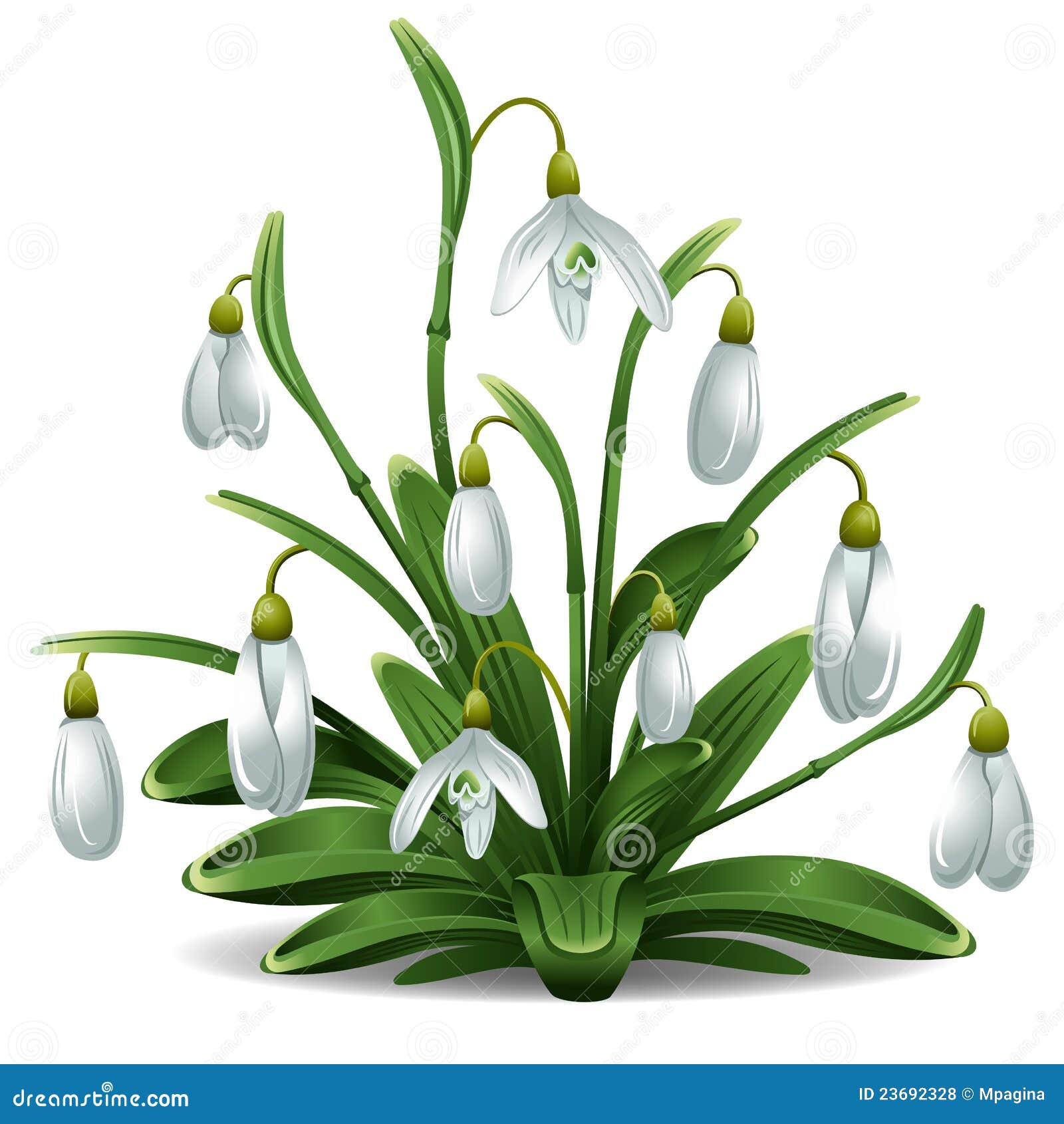 Snowdrops stock vector. Illustration of fresh, bloom - 23692328