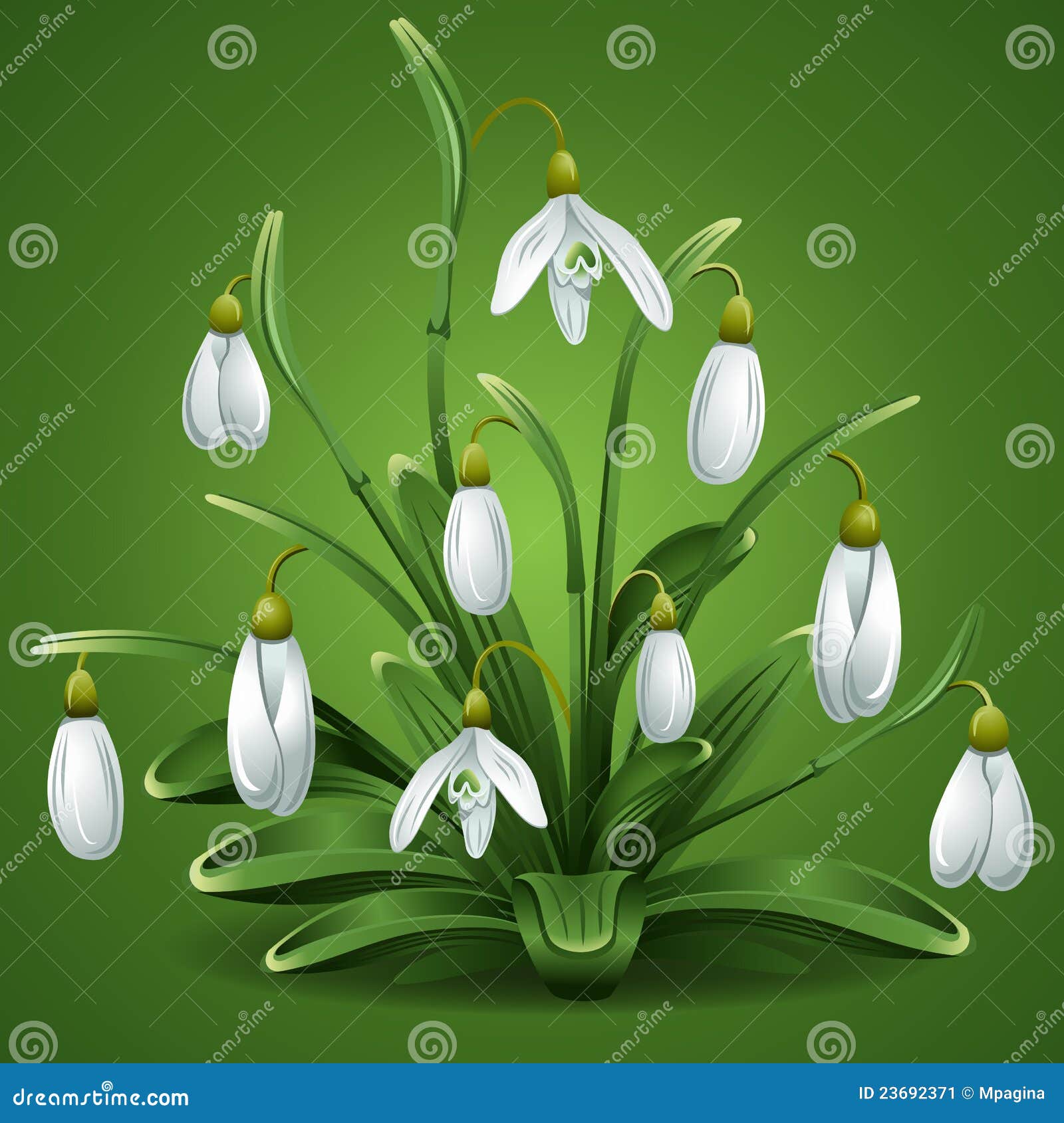 Snowdrops illustration de vecteur. Illustration du normal - 23692371