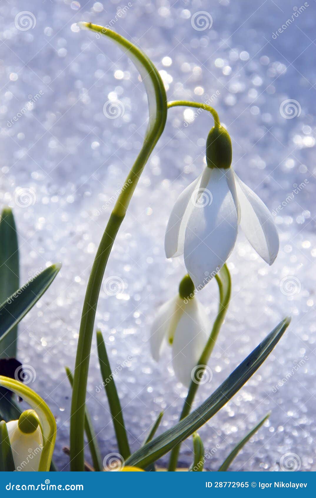 Snowdrops stock image. Image of color, summer, snowdrop - 28772965