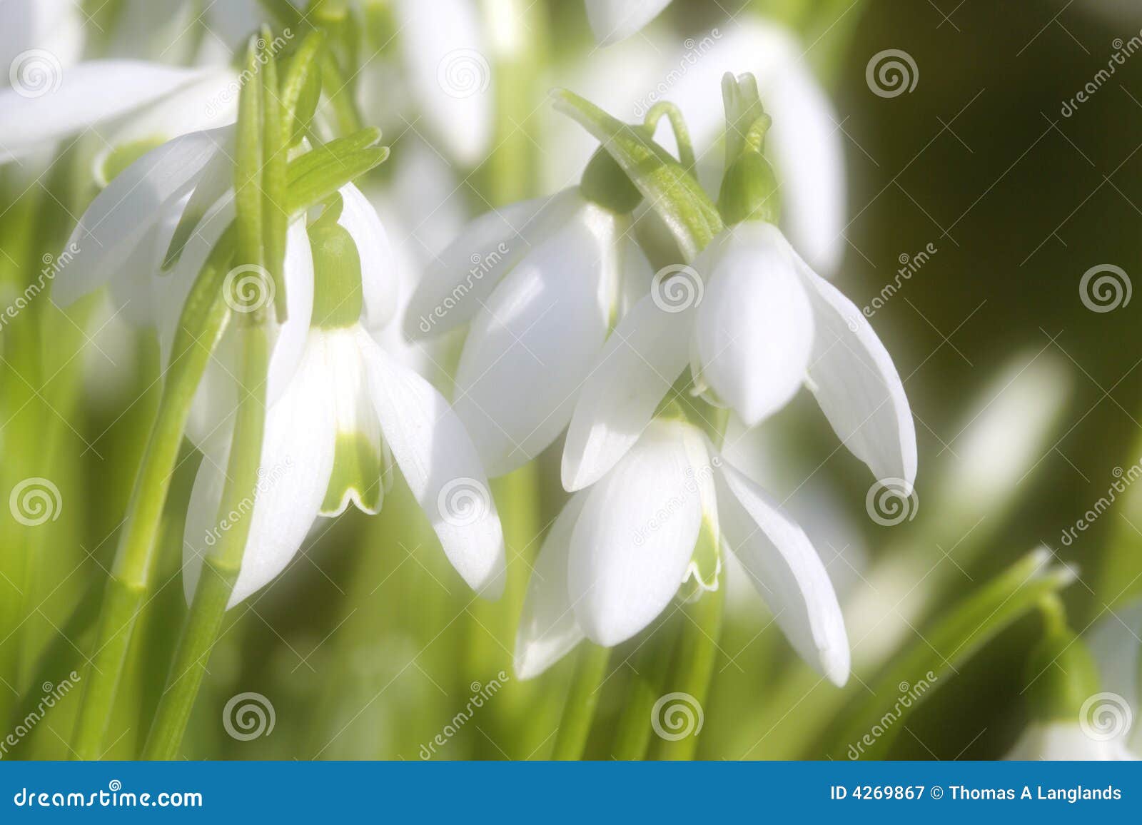 Snowdrops stock image. Image of horizontal, white, botanical - 4269867