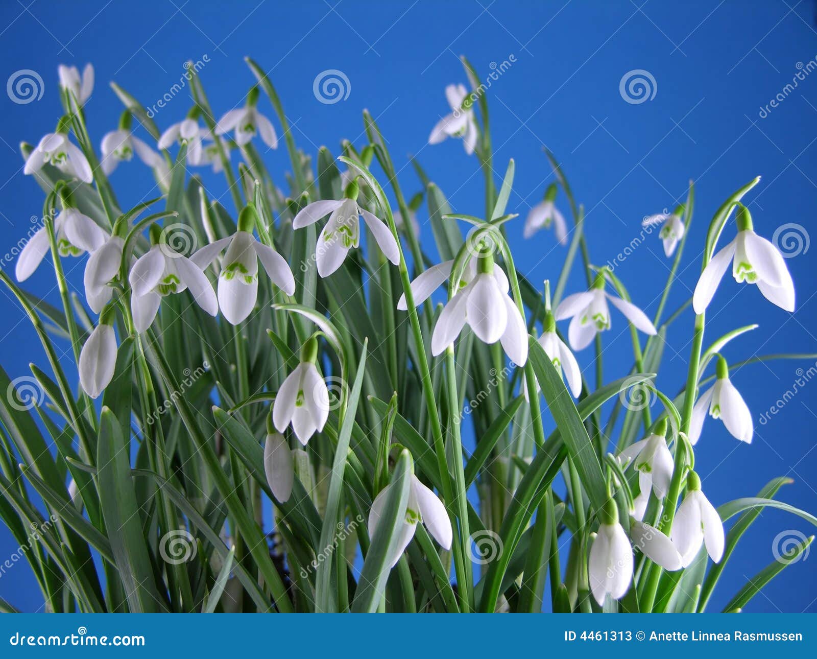 Snowdrops stock image. Image of floral, arctic, leaf, meadow - 4461313