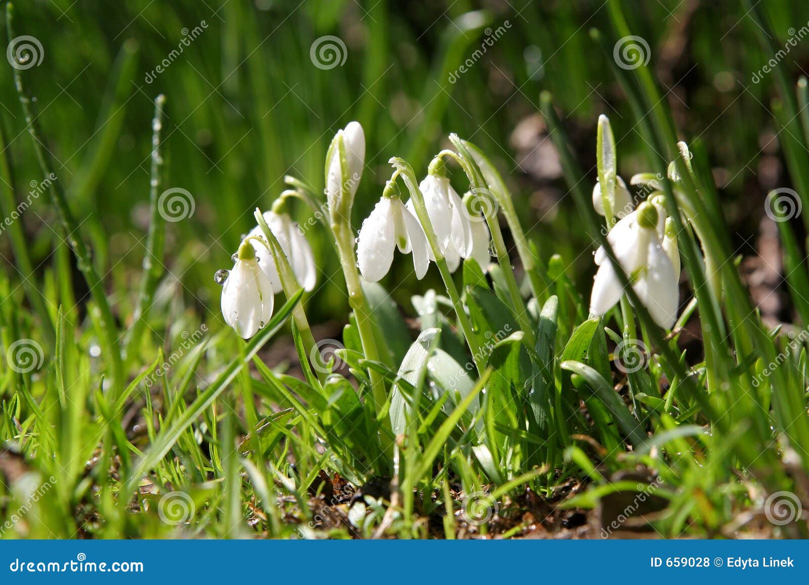 Snowdrops stock photo. Image of field, flowers, morning - 659028