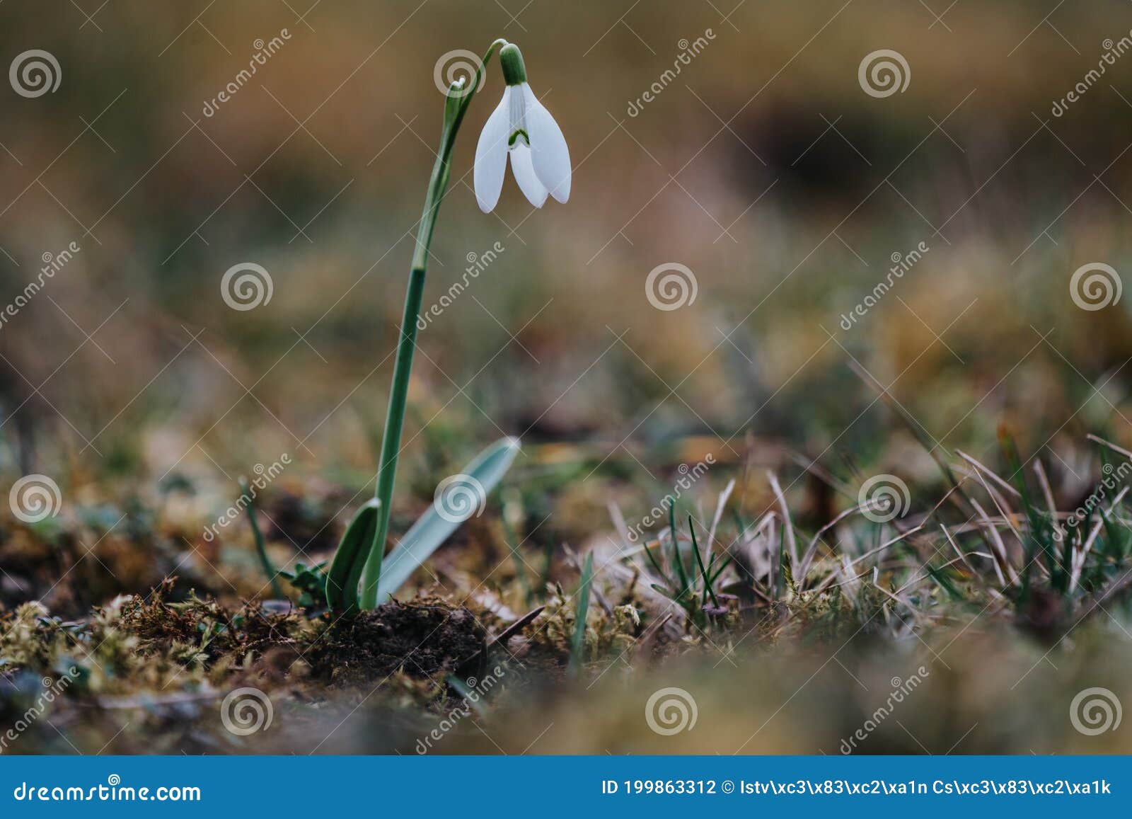 Snowdrops As a First Spring Flowers Stock Photo - Image of closeup ...