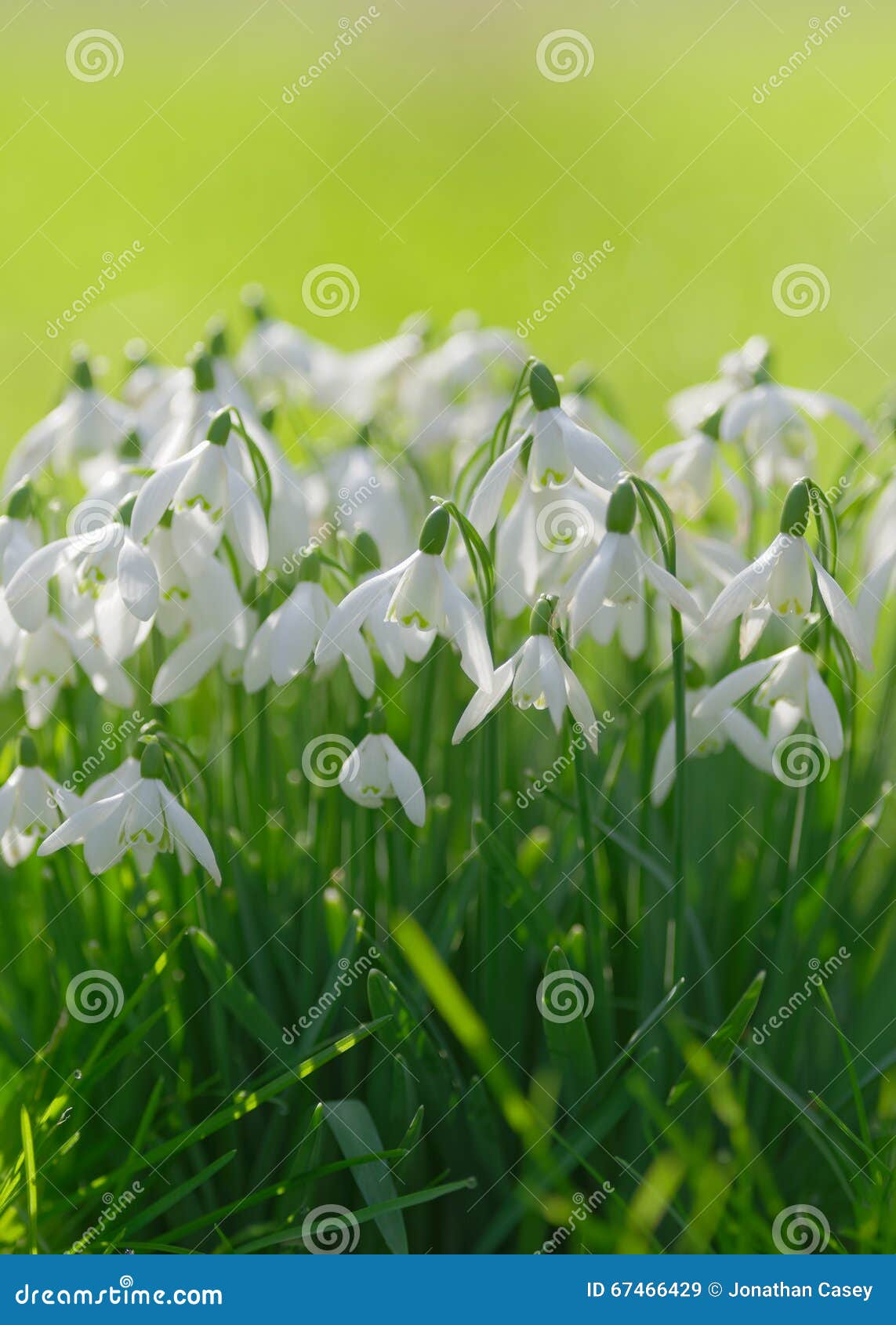 Snowdrops stock image. Image of pretty, rhododendron - 67466429