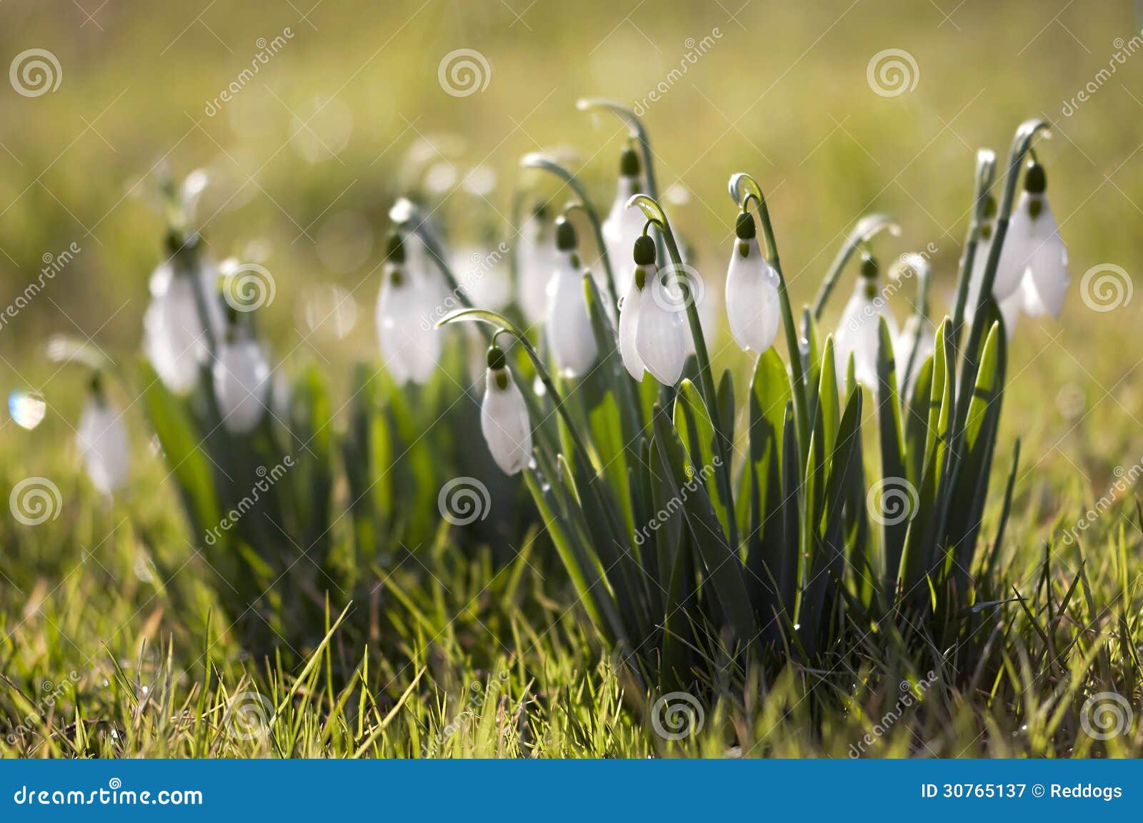 Snowdrops stock image. Image of plant, decoration, flowering - 30765137