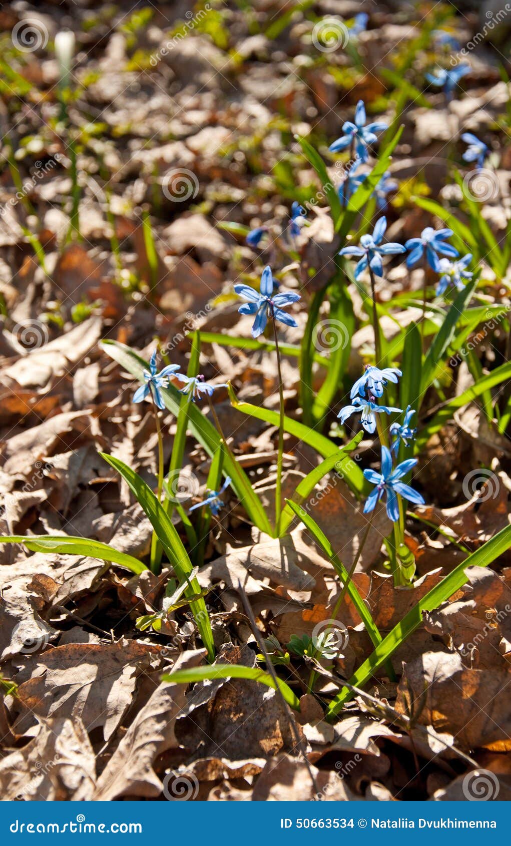Snowdrops stock photo. Image of march, wallpaper, color - 50663534
