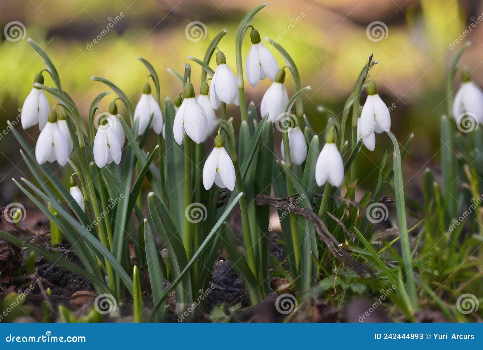 Snowdrops in Bloom. Beautiful Snowdrop Flowers in Bloom. Stock Image ...