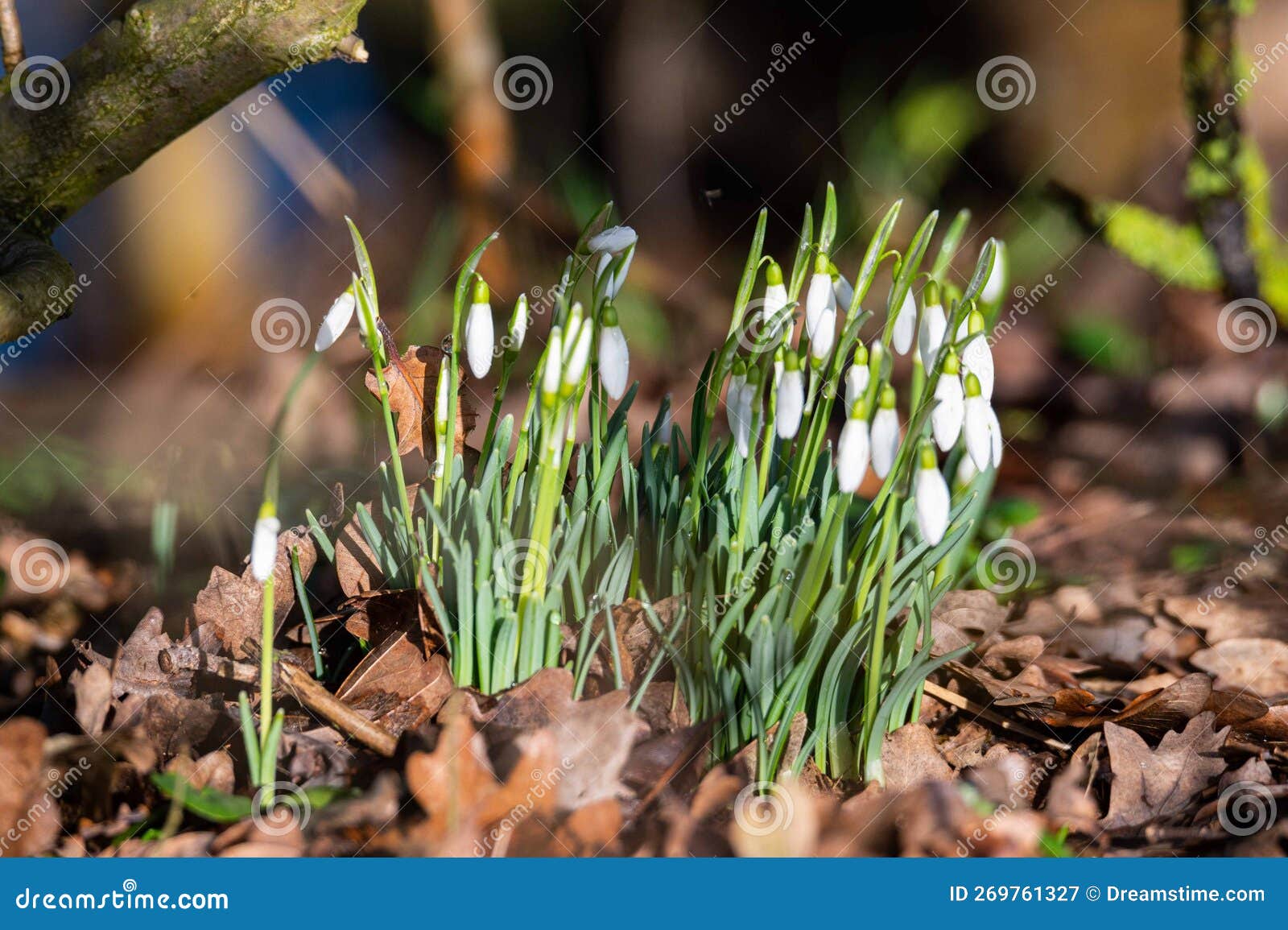 Snowdrops Bloom between Deciduous Leaves Stock Image - Image of color ...