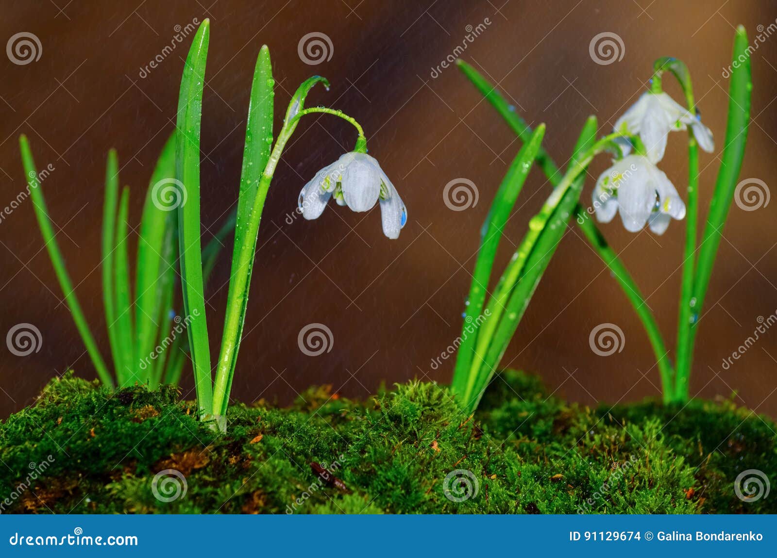 Snowdrops in Bloom in the Rain. Selective Focus on Single Flower. Stock ...