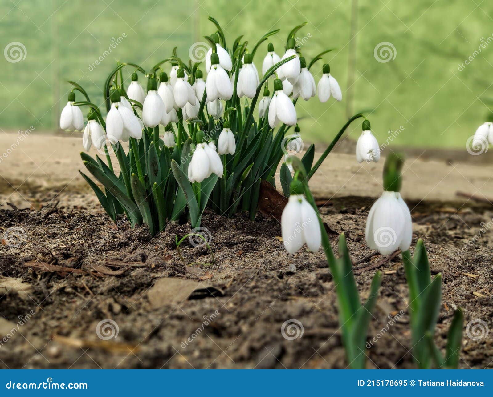 Snowdrops bloom stock image. Image of snowdrops, nature - 215178695