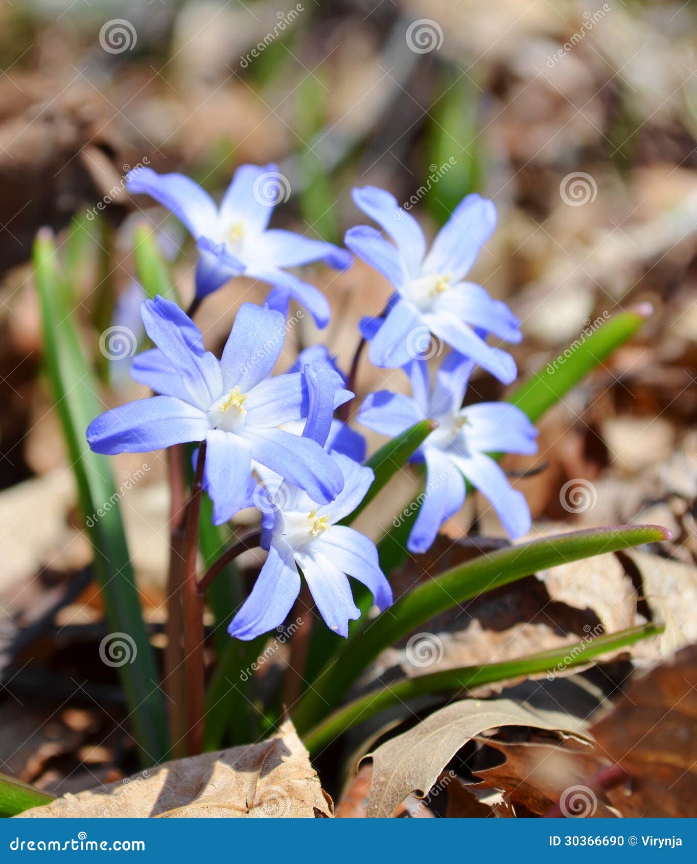 Snowdrops blue flowers stock photo. Image of flowers - 30366690