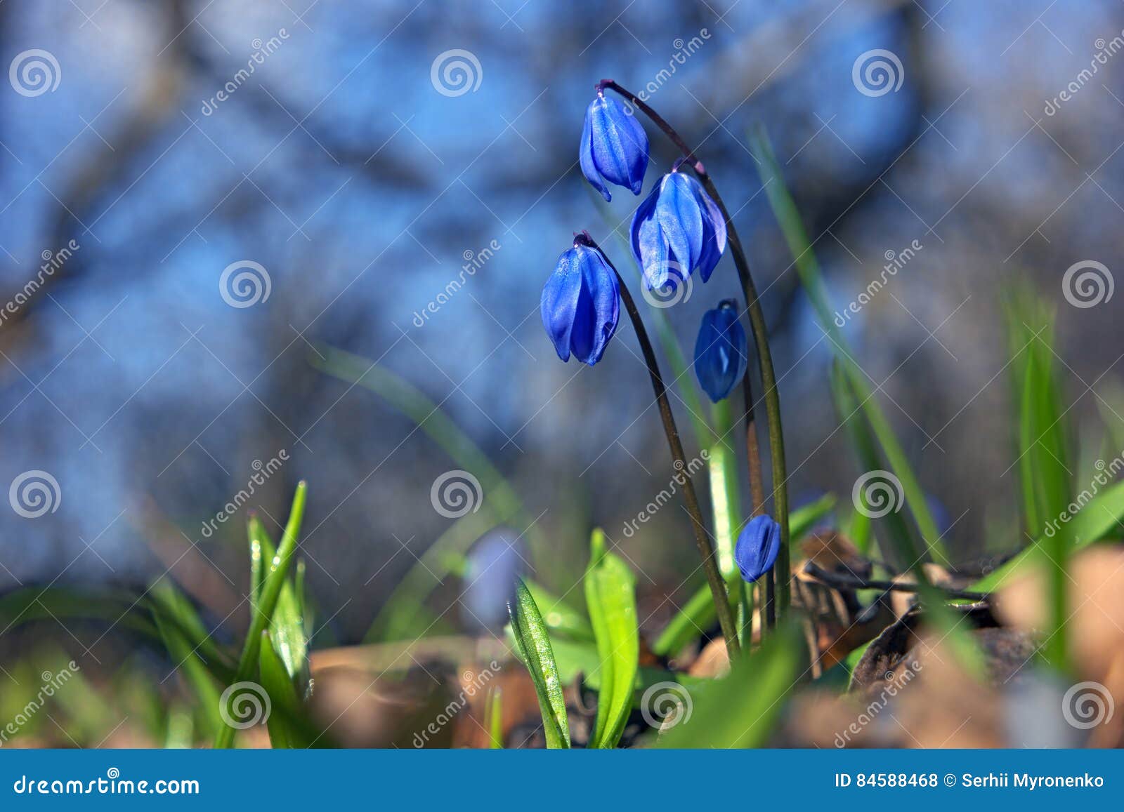 Snowdrops in the Blue Sky on Sun Stock Photo - Image of scylla, field ...