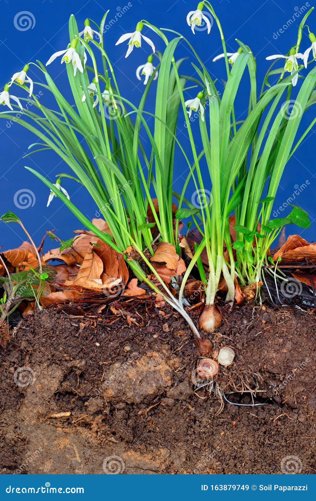 Snowdrops with Bulb in Soil Stock Image - Image of ground, snowdrop ...