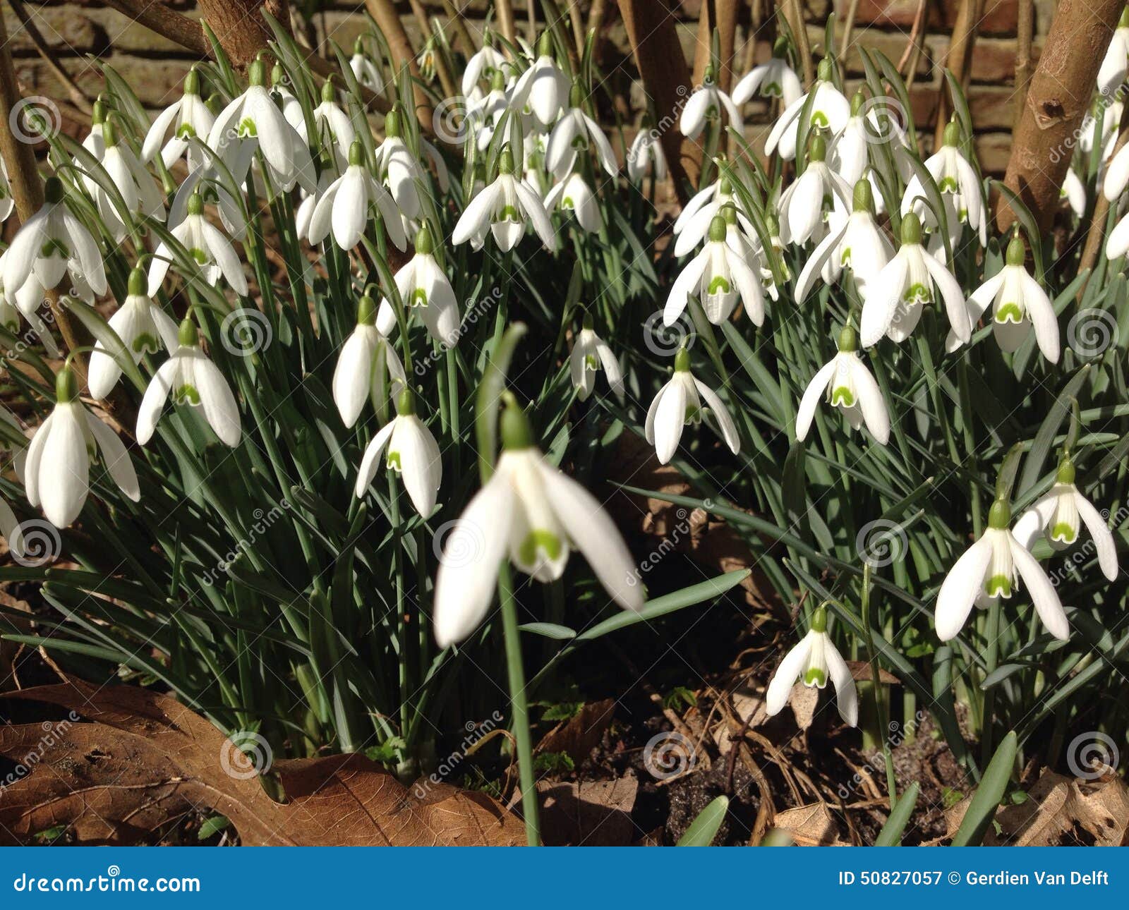 Snowdrops stock image. Image of border, snowdrops, white - 50827057