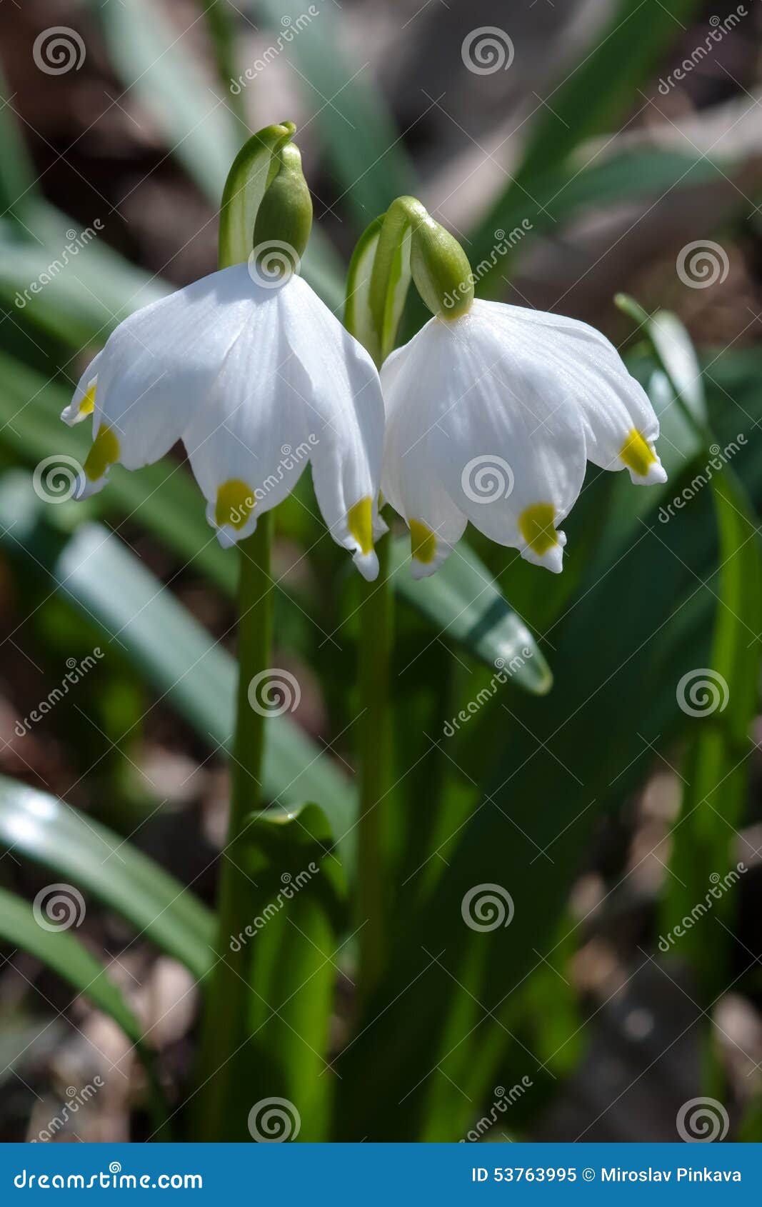Snowdrops stock image. Image of sepals, tender, fresh - 53763995