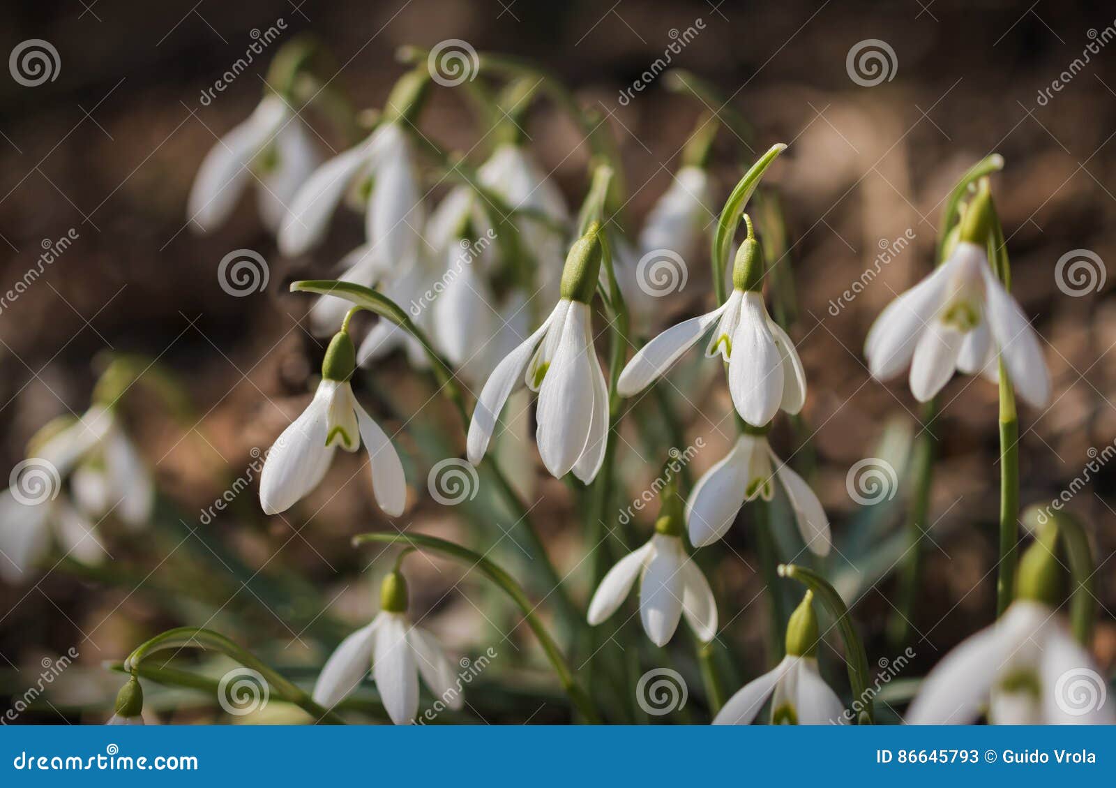 Snowdrops close-up shot stock image. Image of beauty - 86645793