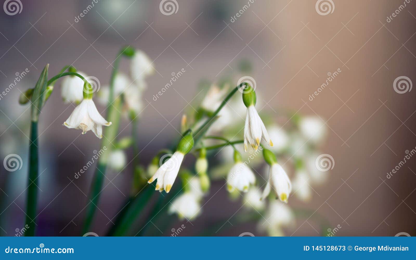 Snowdrops closeup in room stock image. Image of holiday - 145128673