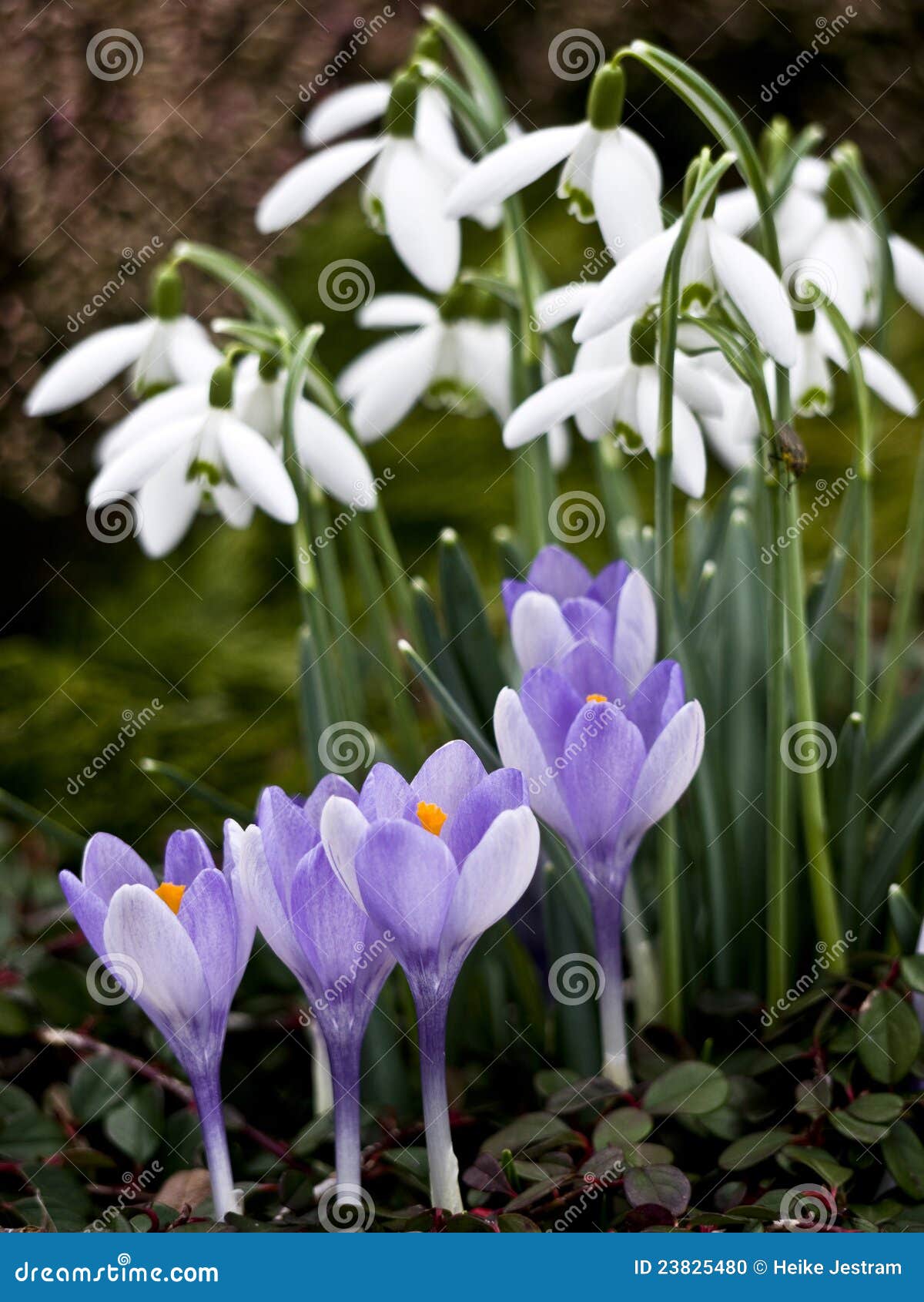 Snowdrops and crocus stock photo. Image of floral, easter - 23825480