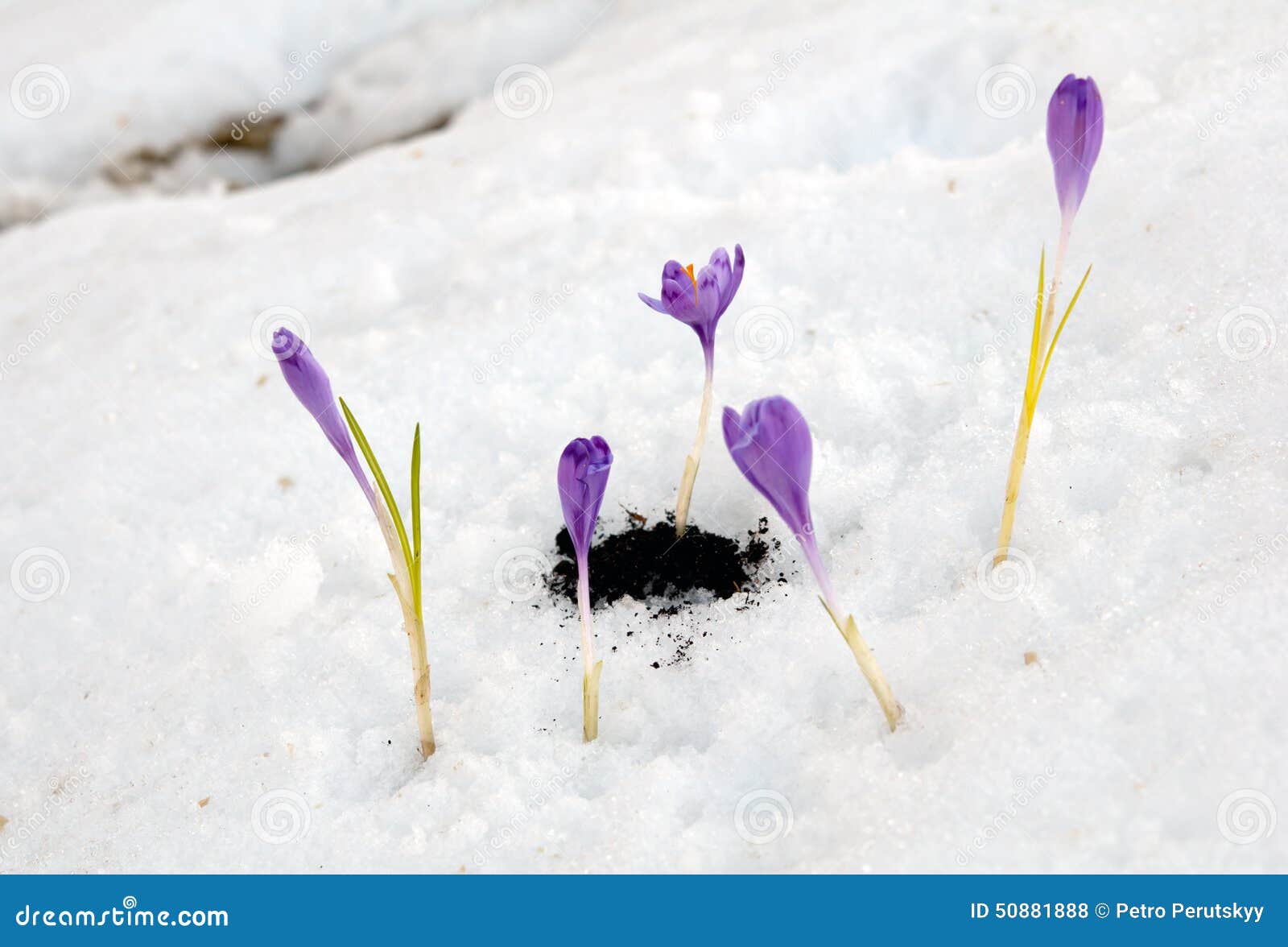 Snowdrops crocus stock photo. Image of freeze, leaf, green - 50881888