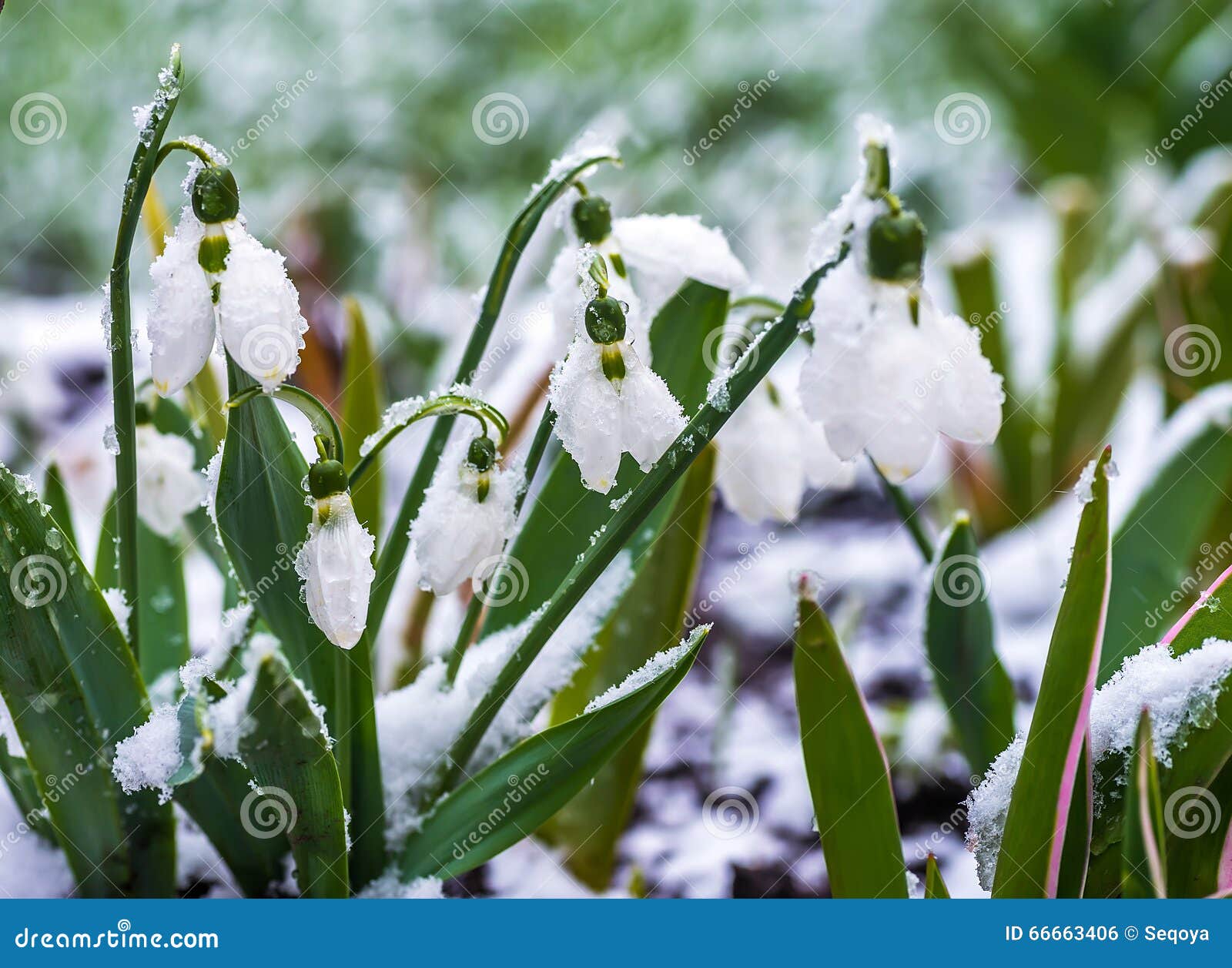 Snowdrops and crocus stock photo. Image of fresh, bouquet - 66663406