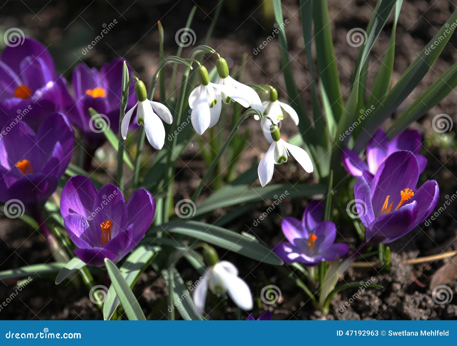 Snowdrops with crocuses. stock image. Image of white - 47192963