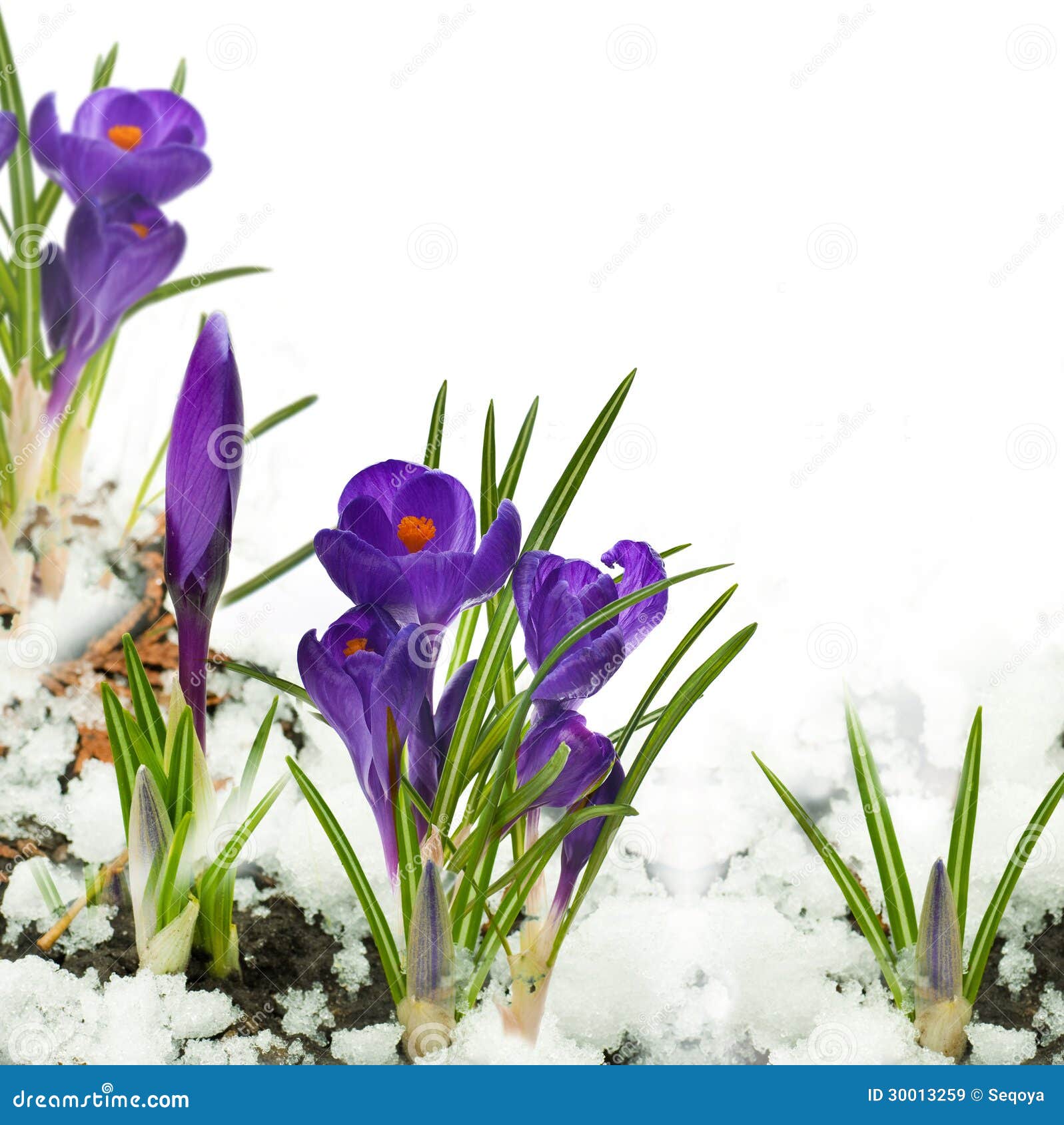 Snowdrops and Crocuses on Snow Stock Image - Image of bouquet, flora ...