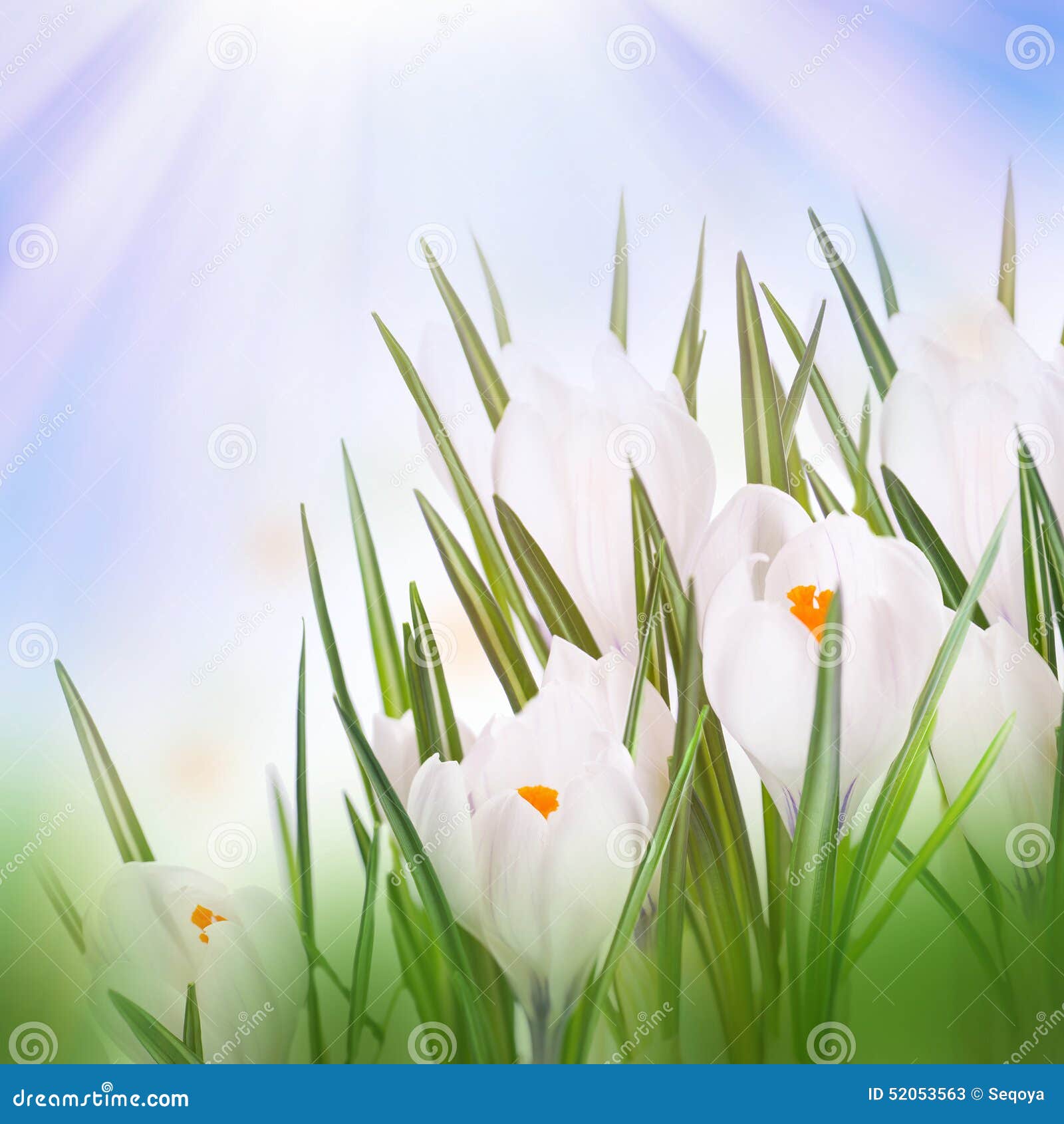 Snowdrops and crocuses stock image. Image of freshness - 52053563