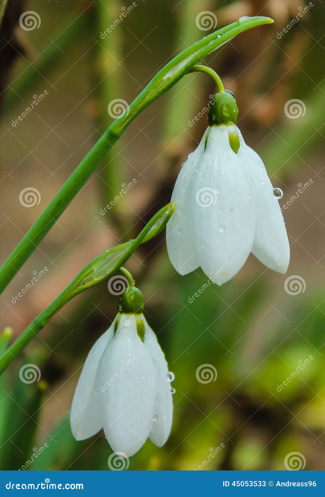 Snowdrops stock image. Image of morning, spring, garden - 45053533